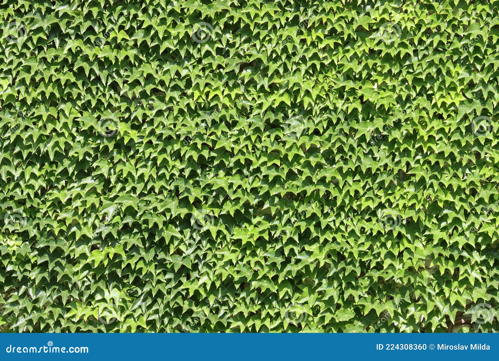 Perfect Ivy Wall Coverage Texture Stock Photo - Image of herb, natural ...