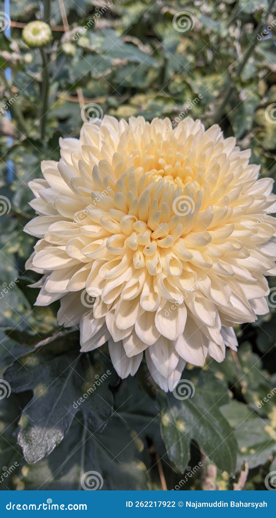 Perfect Krisan Flower Stock Photos - Free & Royalty-Free Stock Photos ...