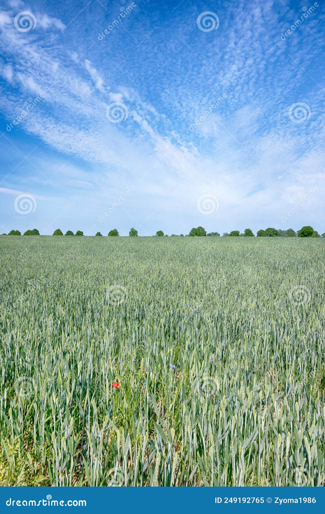 Perfect Landscape of Fields in the Sunny Day with Perfect Clouds on the ...
