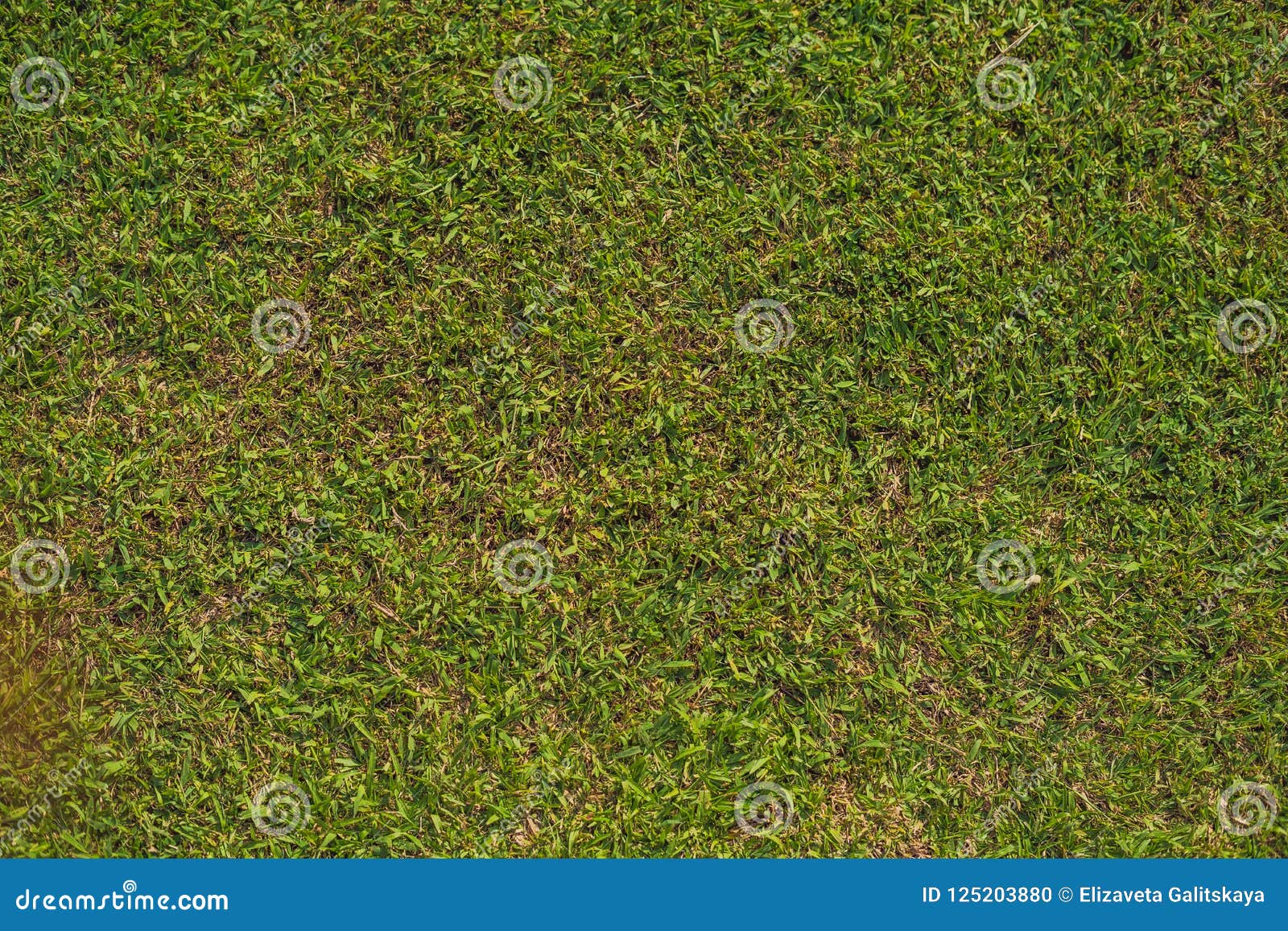 Perfect Lawn with Green Grass View from Above Stock Photo - Image of ...
