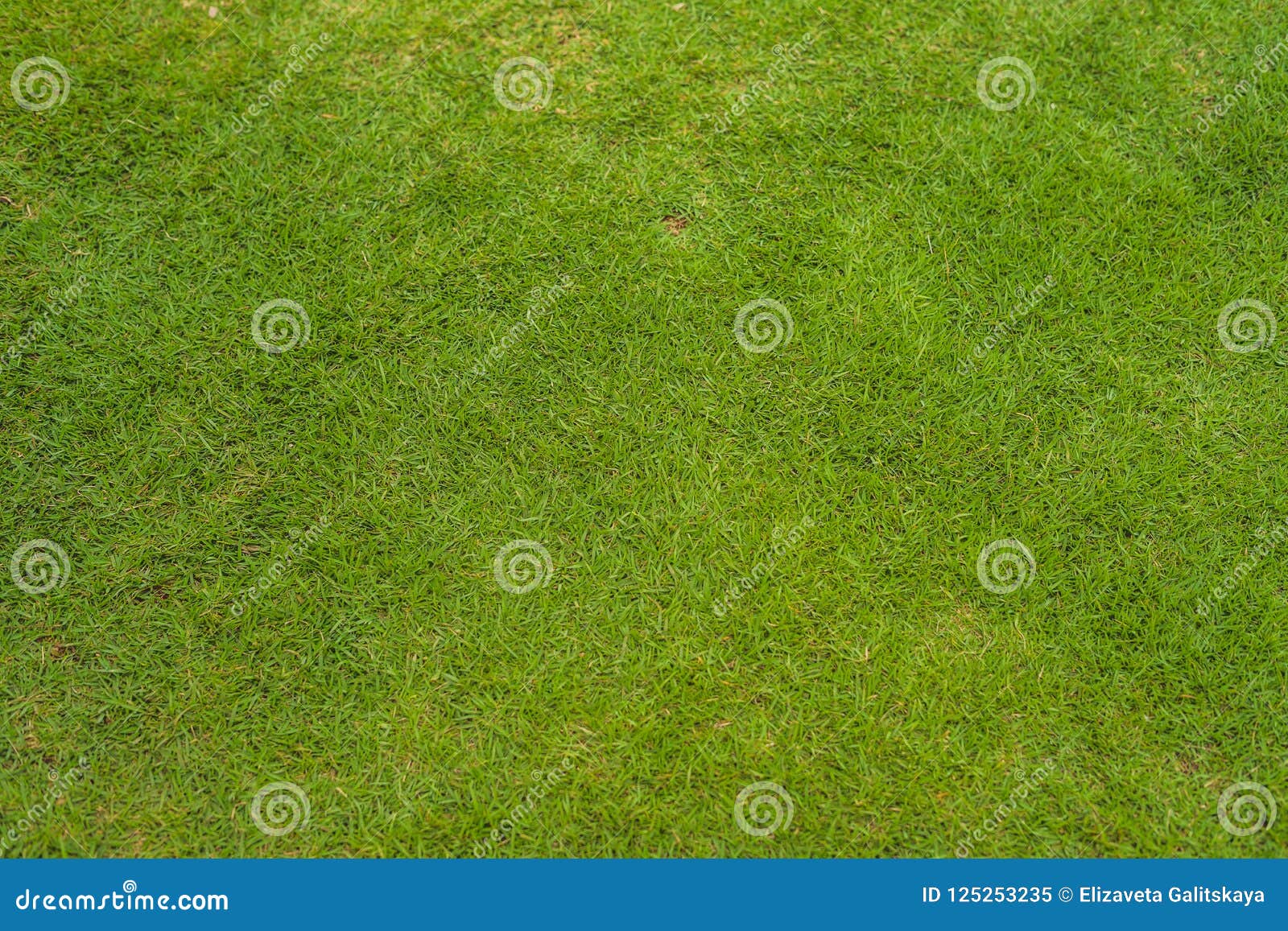 Perfect Lawn with Green Grass View from Above Stock Image - Image of ...