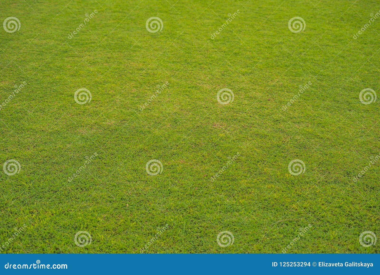 Perfect Lawn with Green Grass View from Above Stock Photo - Image of ...