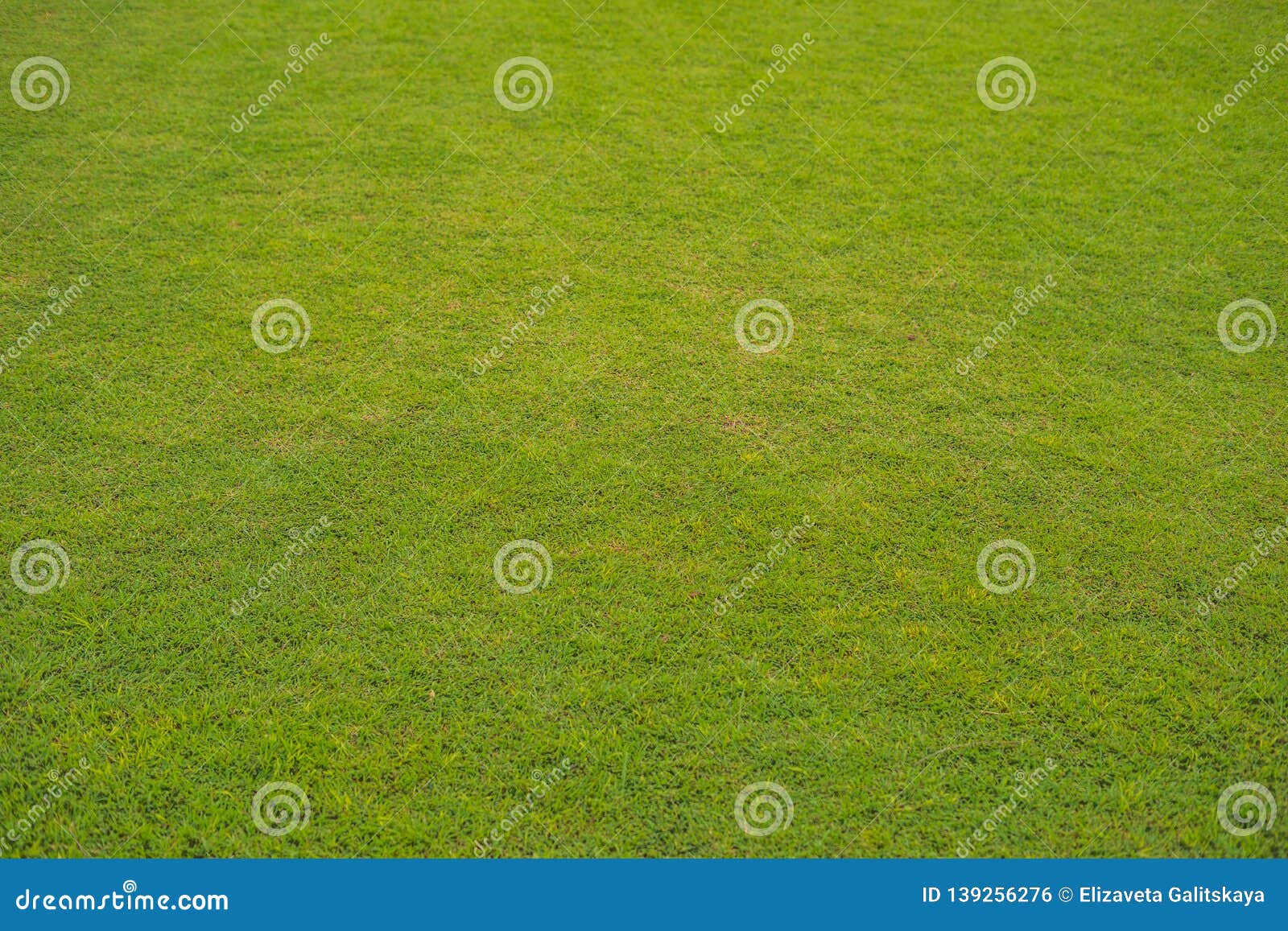 Perfect Lawn with Green Grass View from Above Stock Photo - Image of ...