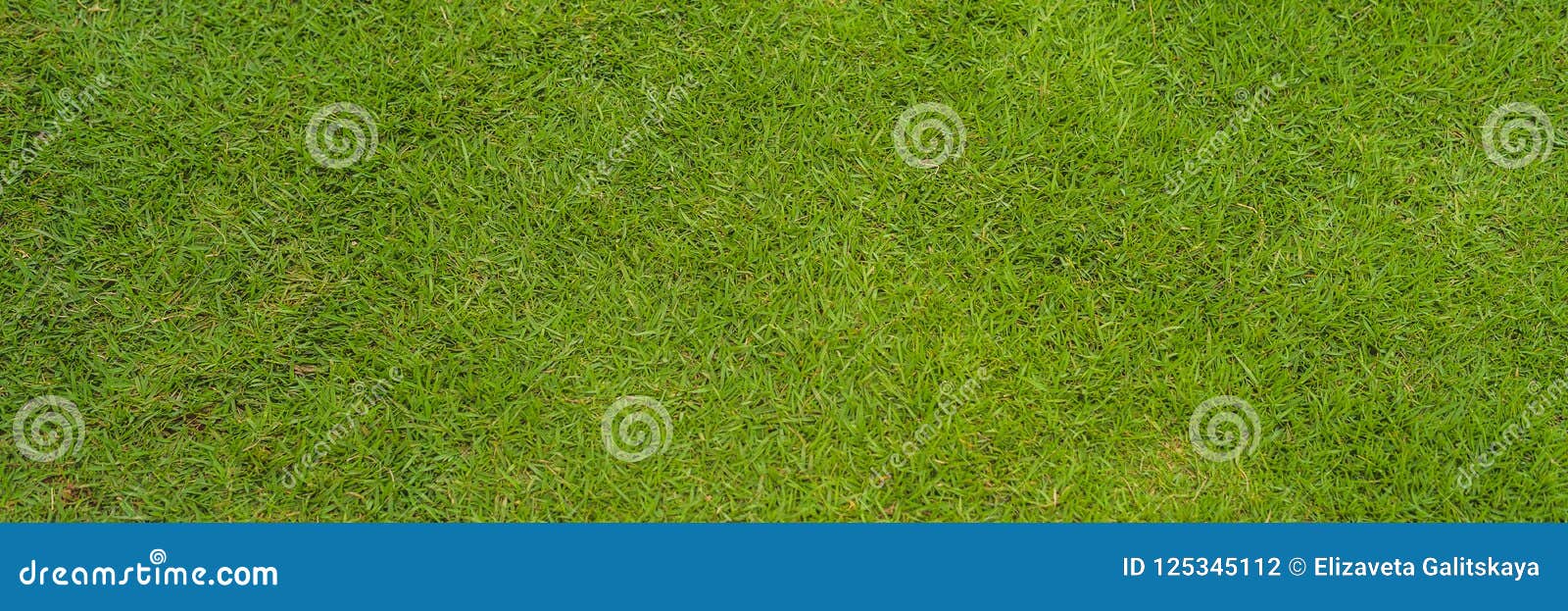 Perfect Lawn with Green Grass View from Above BANNER, Long Format Stock ...