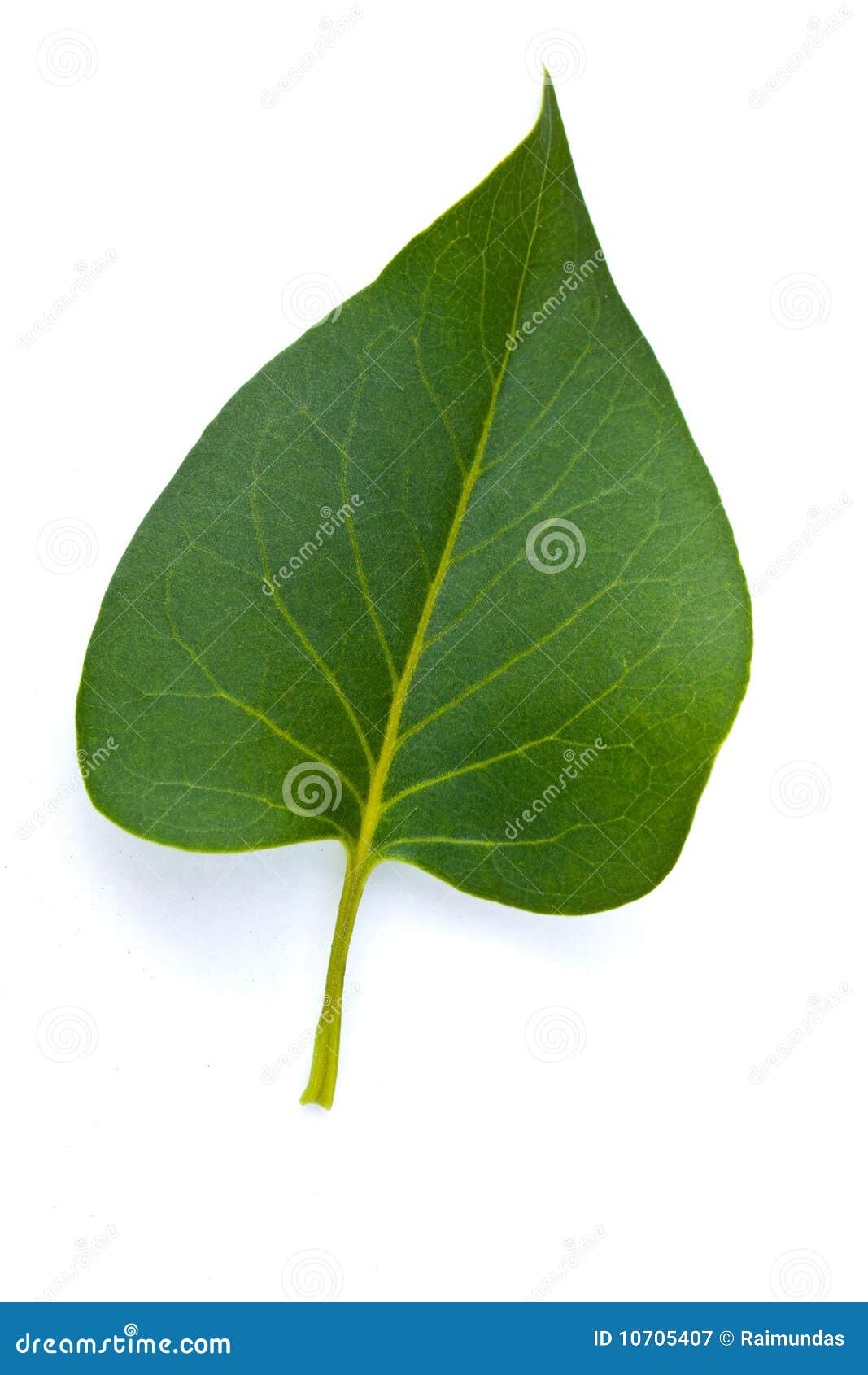 Perfect Leaf stock image. Image of vivid, flower, white - 10705407