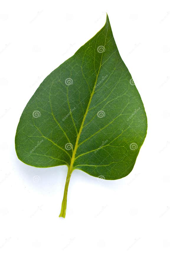 Perfect Leaf stock image. Image of vivid, flower, white - 10705407