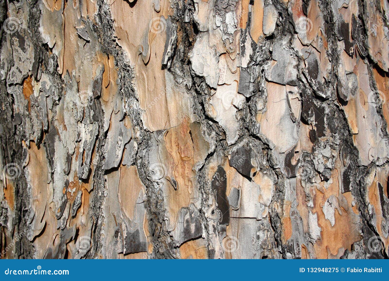 Detail of Secular Tree Bark. Stock Image - Image of plant, skin: 132948275