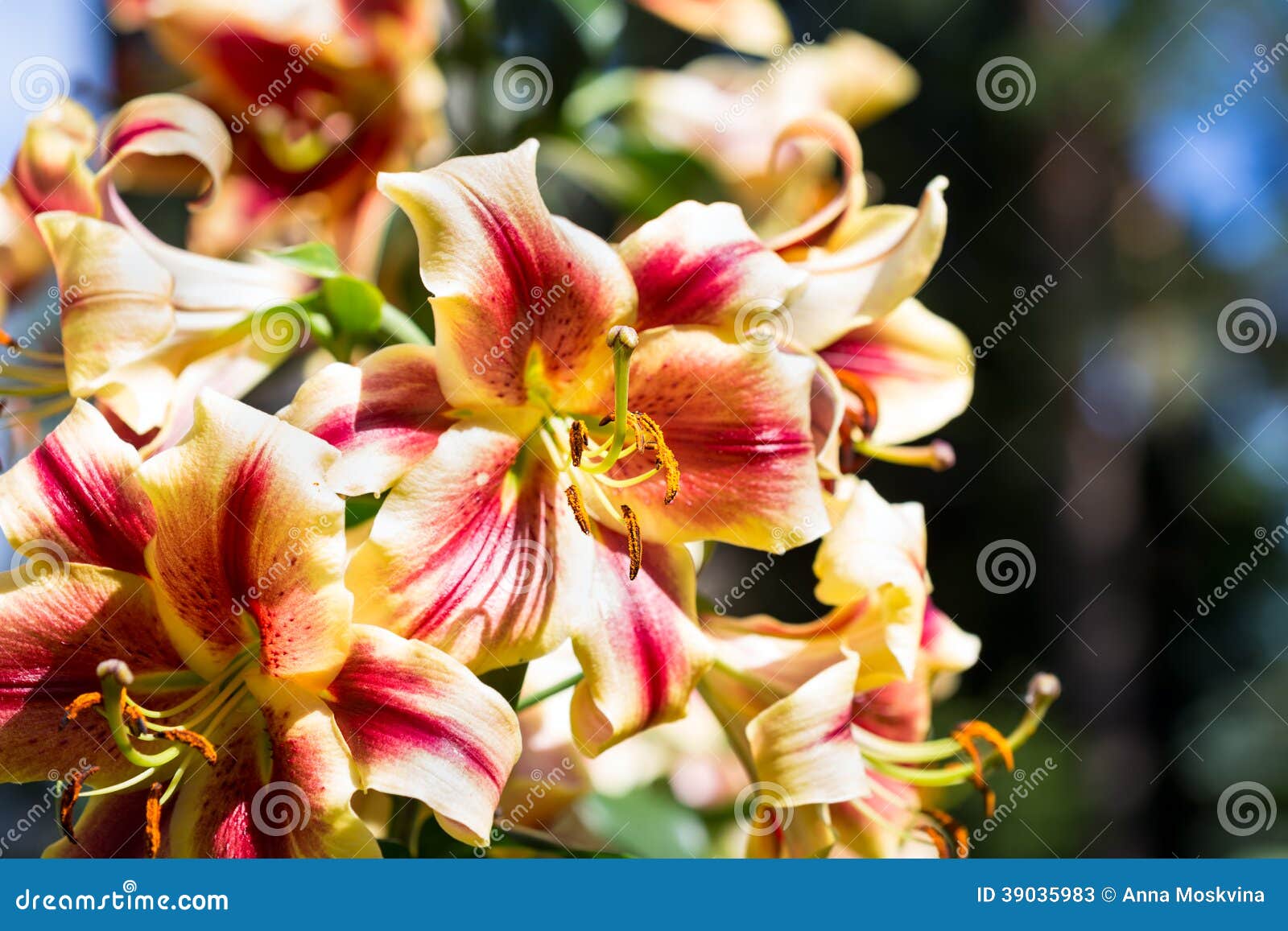 Perfect lily flower stock image. Image of color, fragility - 39035983