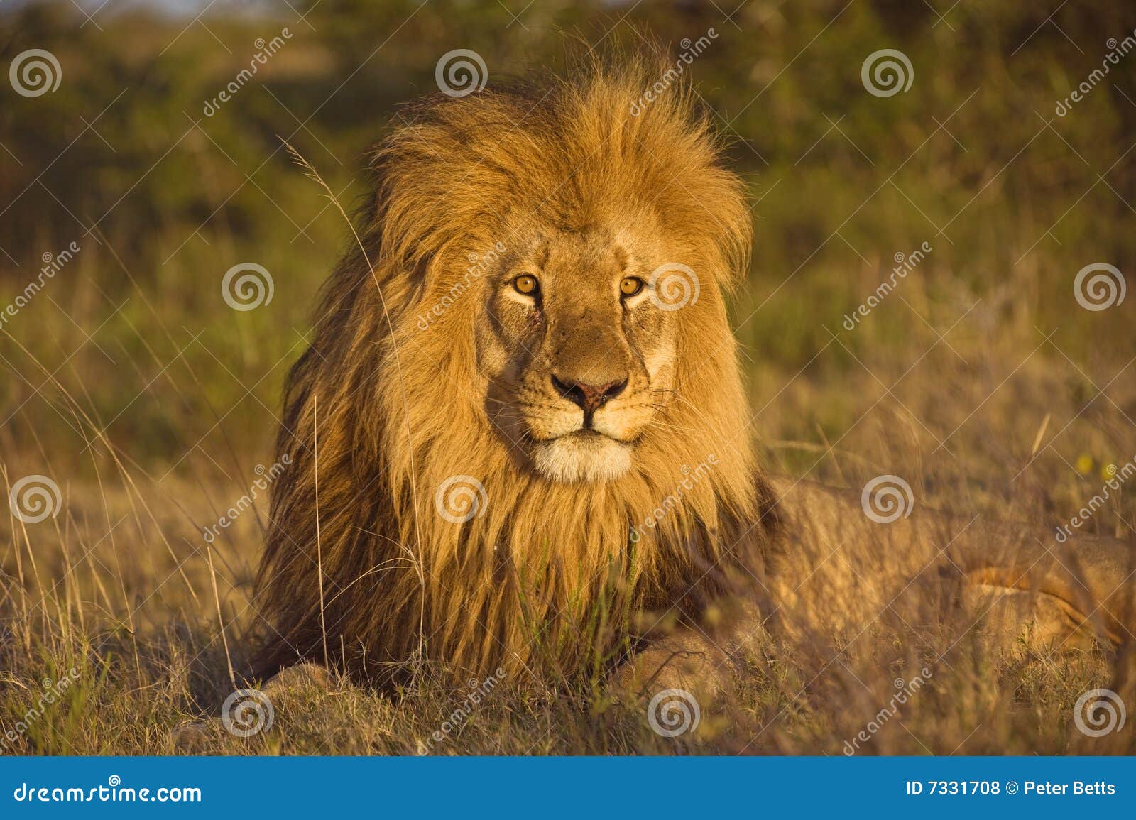 Perfect Lion Head stock photo. Image of mane, masculine - 7331708