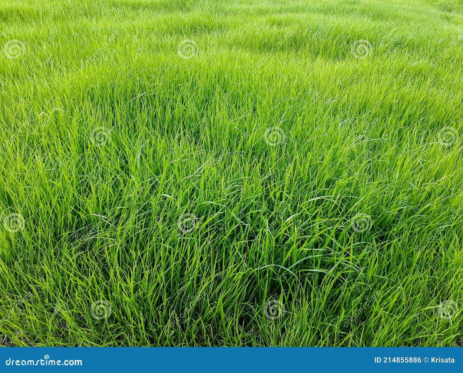 Perfect, Long Green Grass in the Spring. Background of Uniform ...