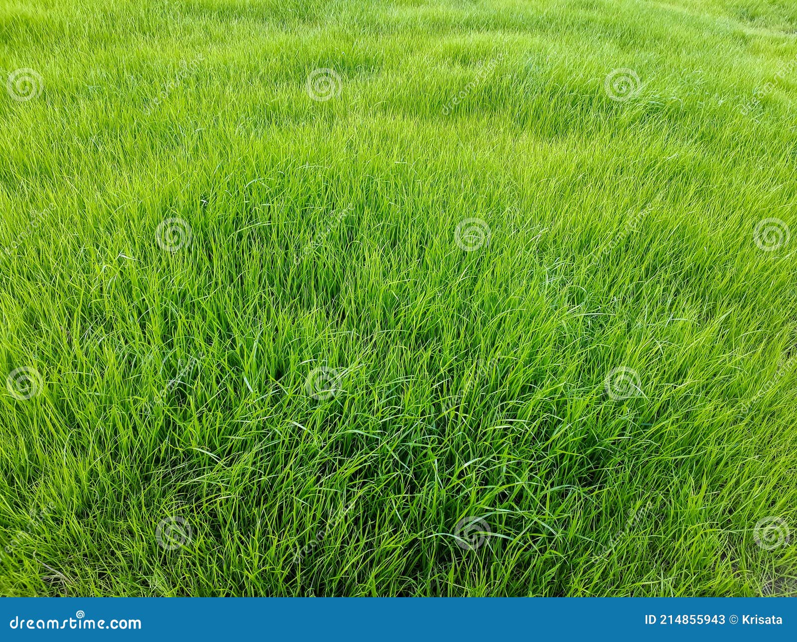Perfect, Long Green Grass in the Spring. Background of Uniform ...