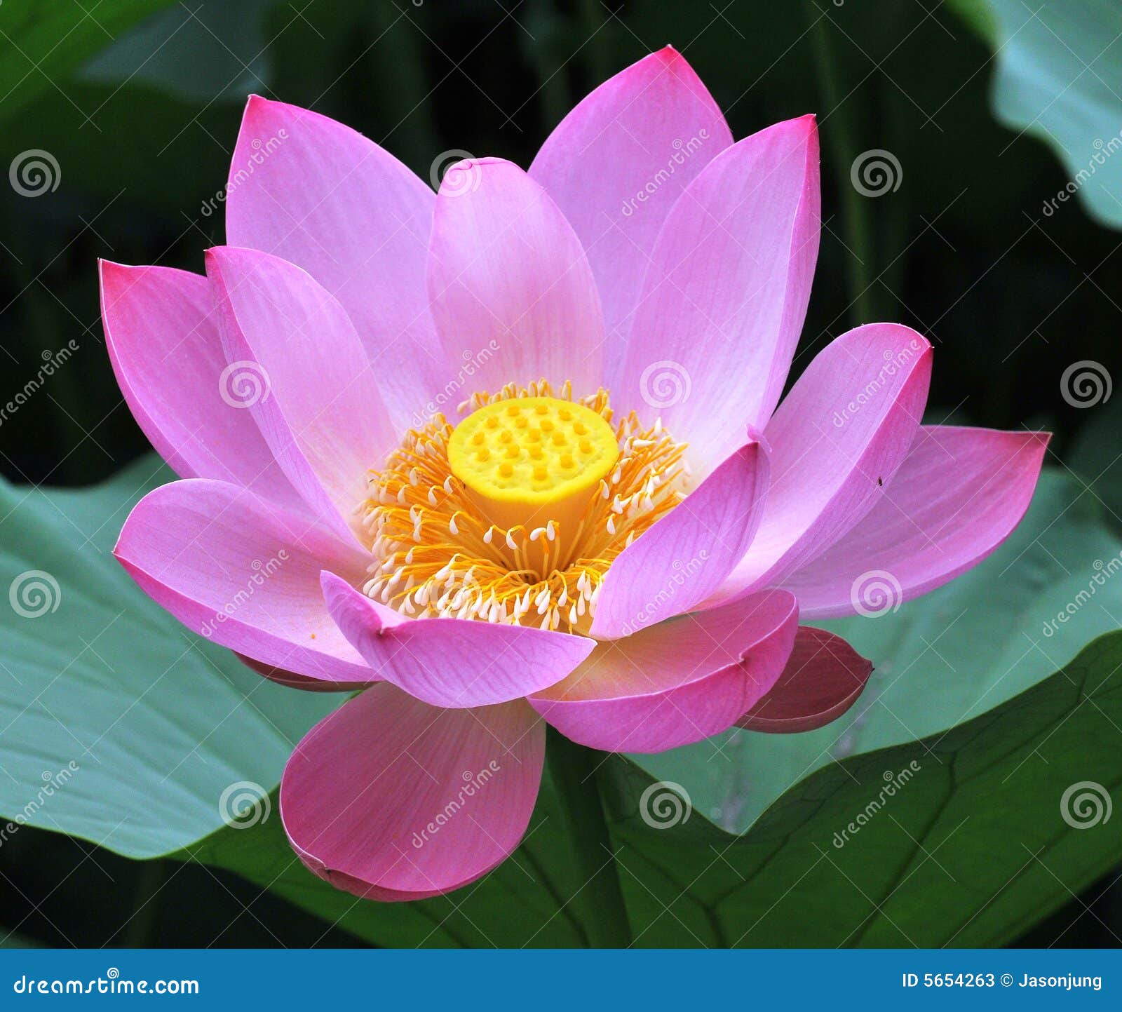 Perfect lotus stock image. Image of outdoor, purity, quiet - 5654263
