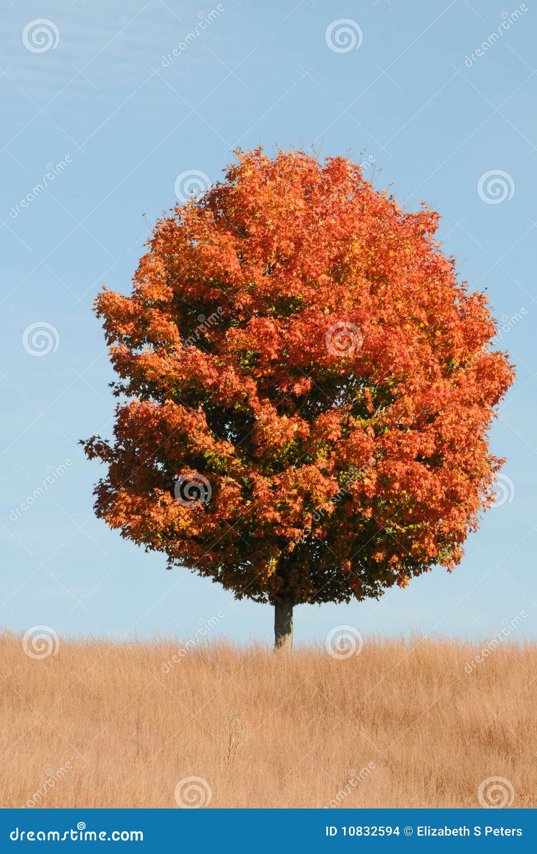 Perfect Maple Tree stock photo. Image of colors, autumn - 10832594