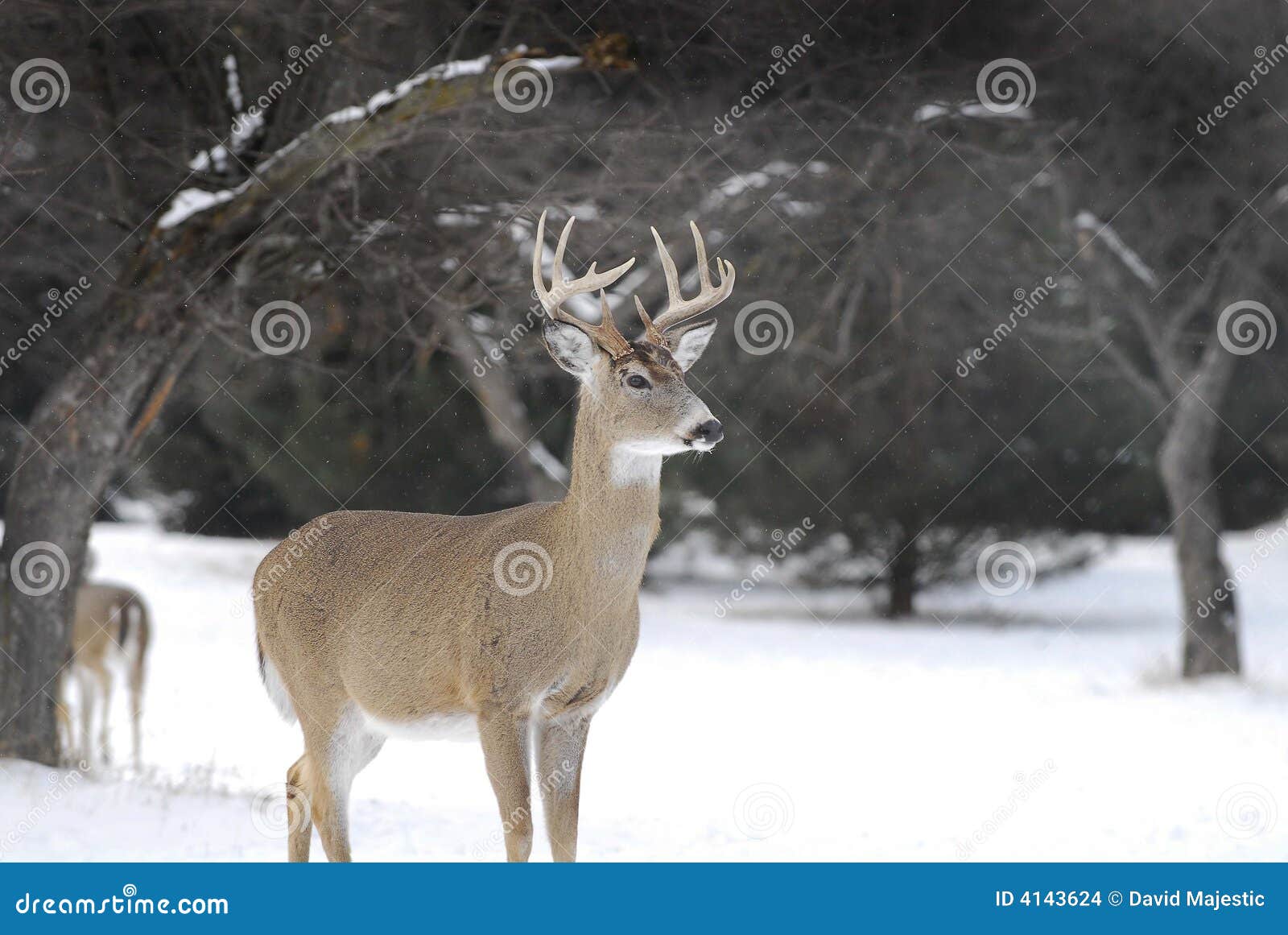 Perfect Michigan 10 Pointer Stock Photo - Image of michigan, back: 4143624