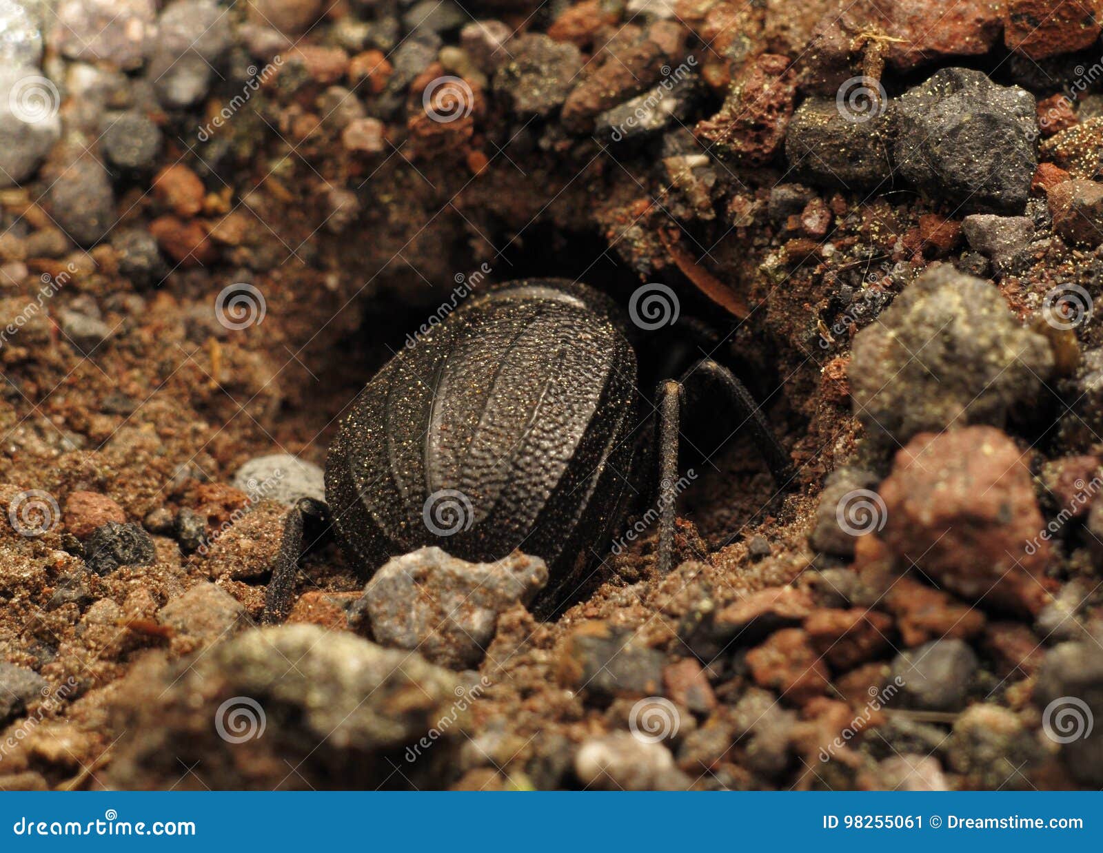 Perfect Mirror stock image. Image of insect, green, stag - 98255061
