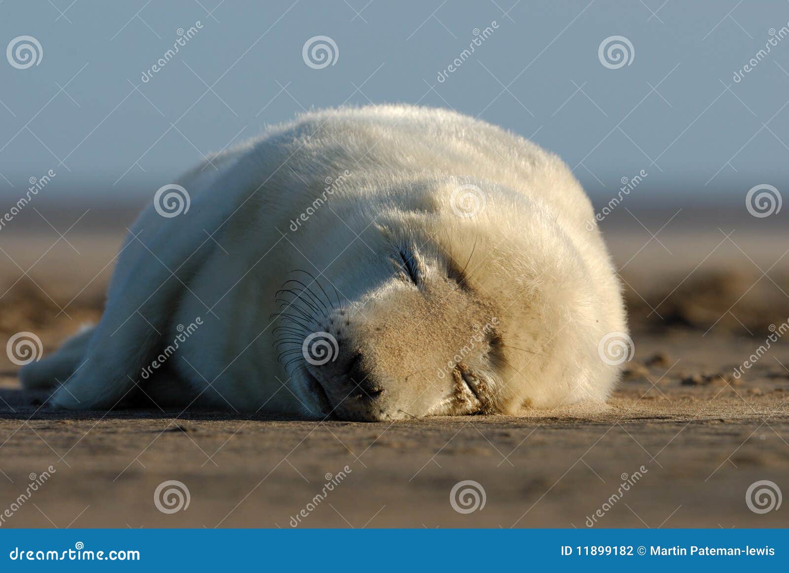 The perfect nap stock photo. Image of halichoerus, grey - 11899182