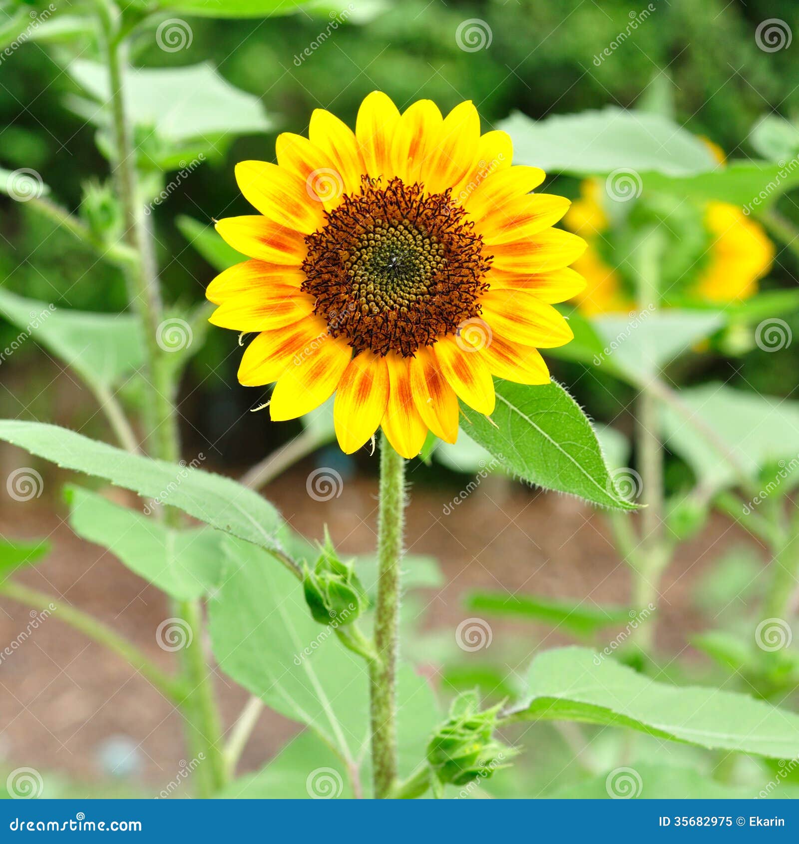Perfect and Nice Sunflower in Garden. Stock Image - Image of ...