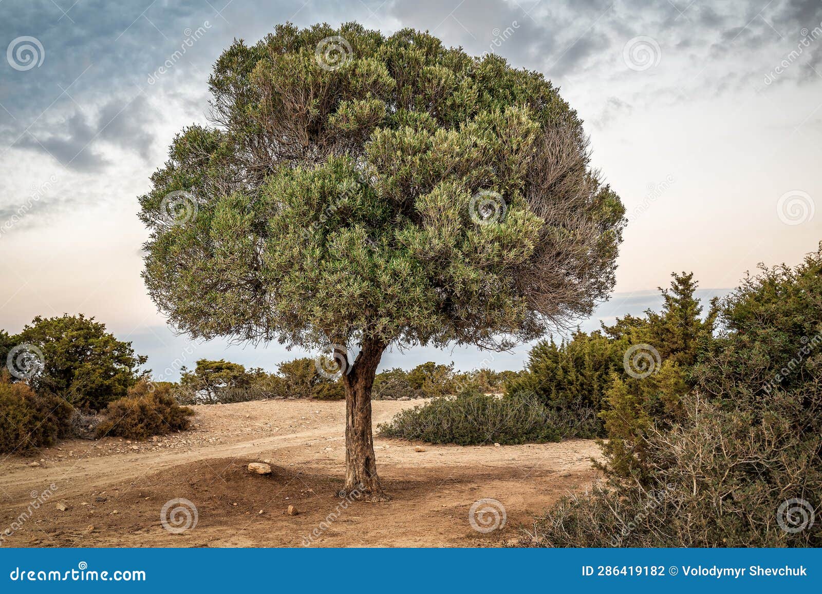 Perfect Olive Tree at Sunset Stock Photo - Image of cultivated, travel ...
