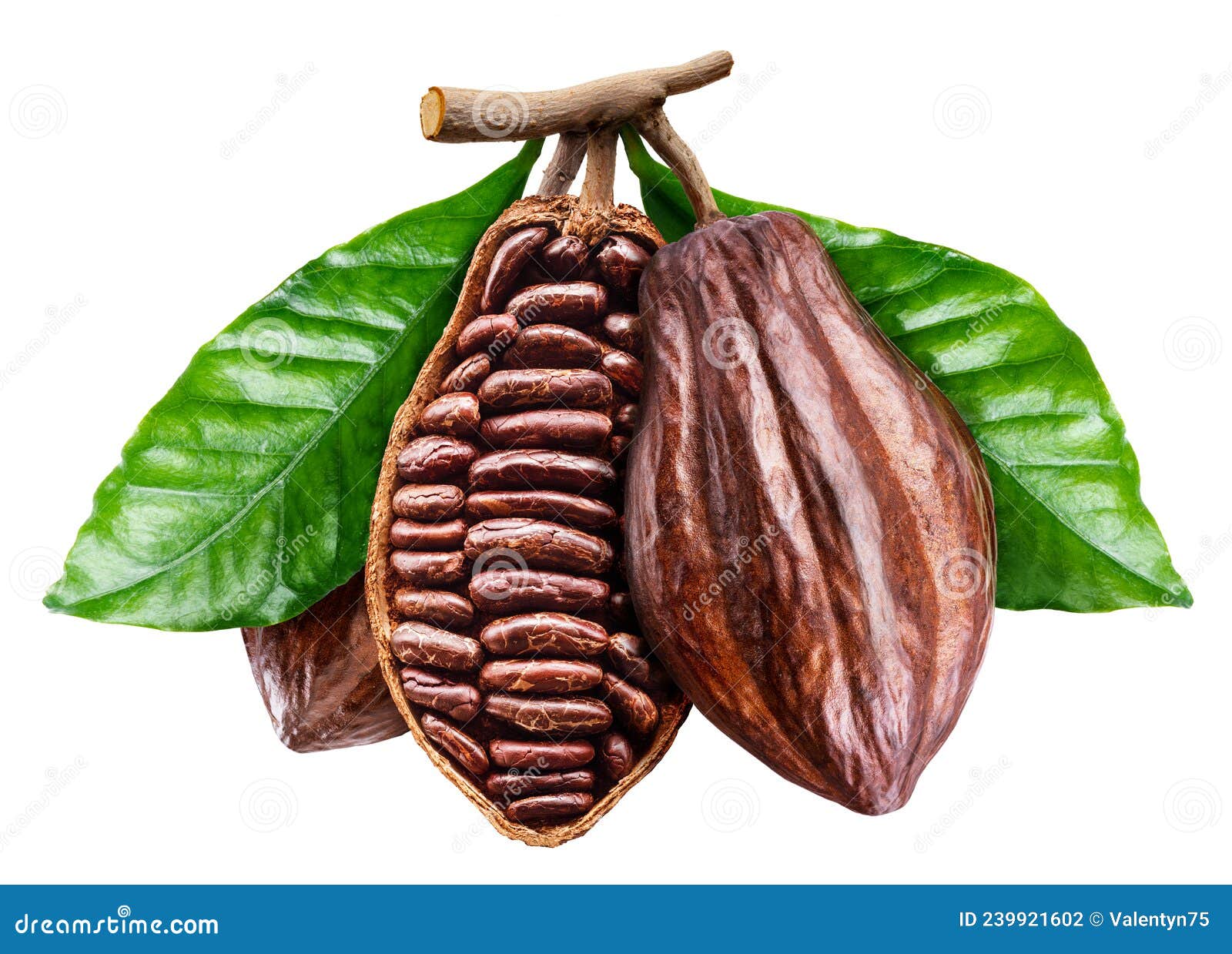 Perfect Opened Cocoa Pod with Cocoa Beans. File Contains Clipping Path ...
