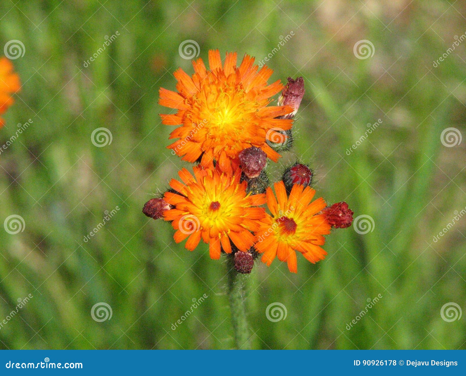 Perfect Orange Hawkweed Flowering in a Field Stock Photo - Image of ...