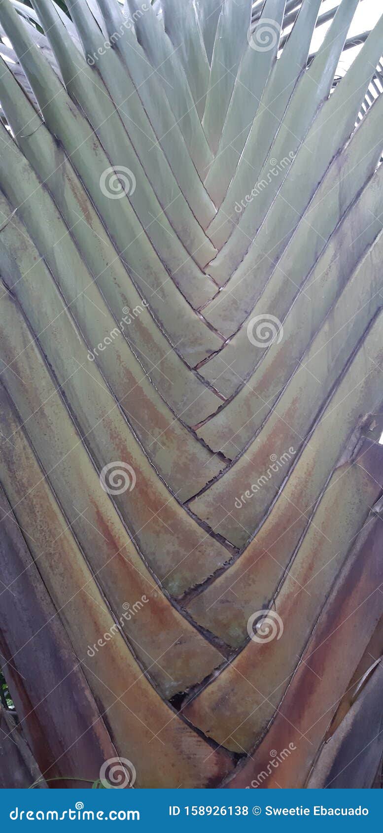 Perfect palm structure stock photo. Image of travelerspalm - 158926138