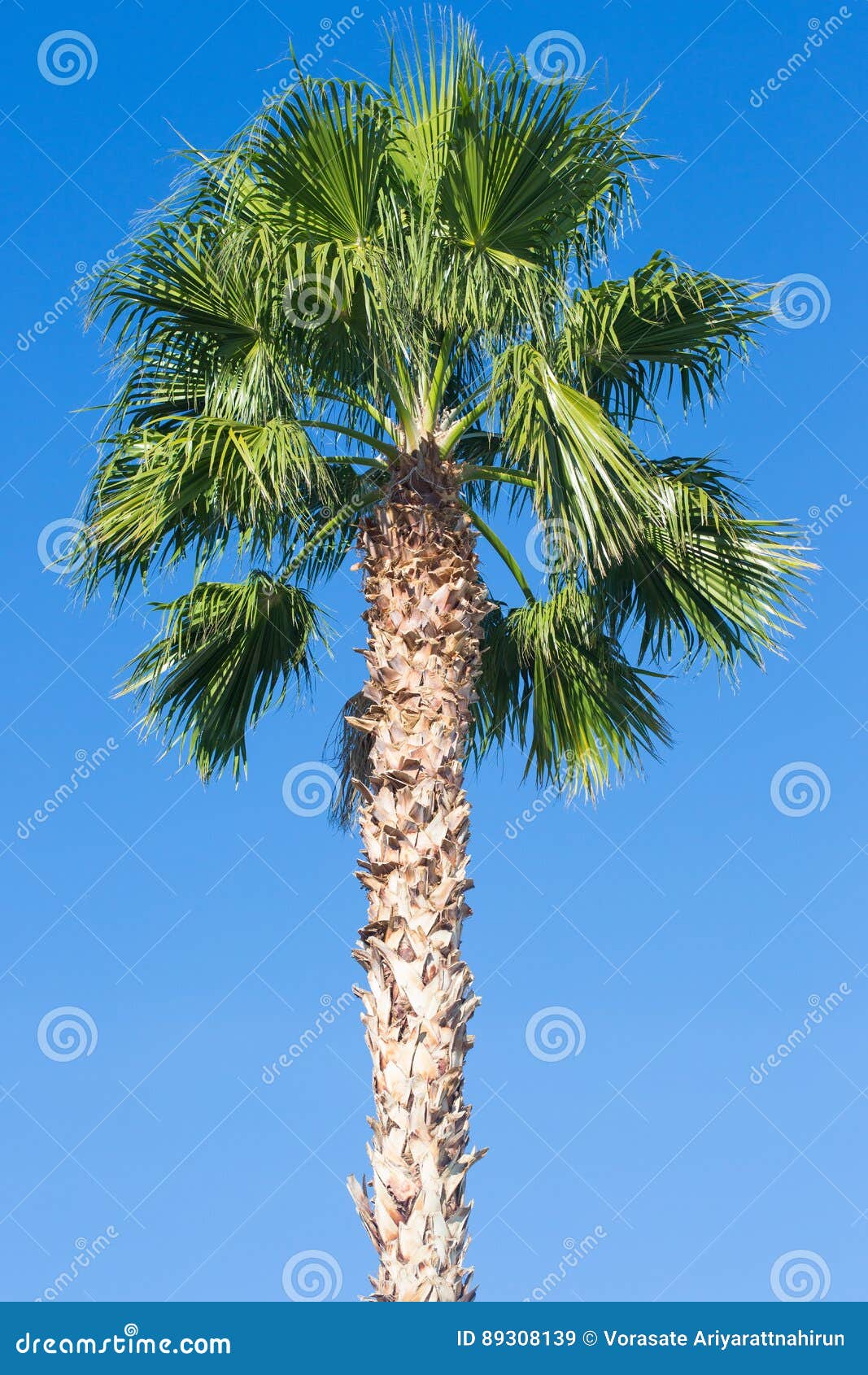 Perfect Palm Trees Against a Beautiful Blue Sky Stock Image - Image of ...