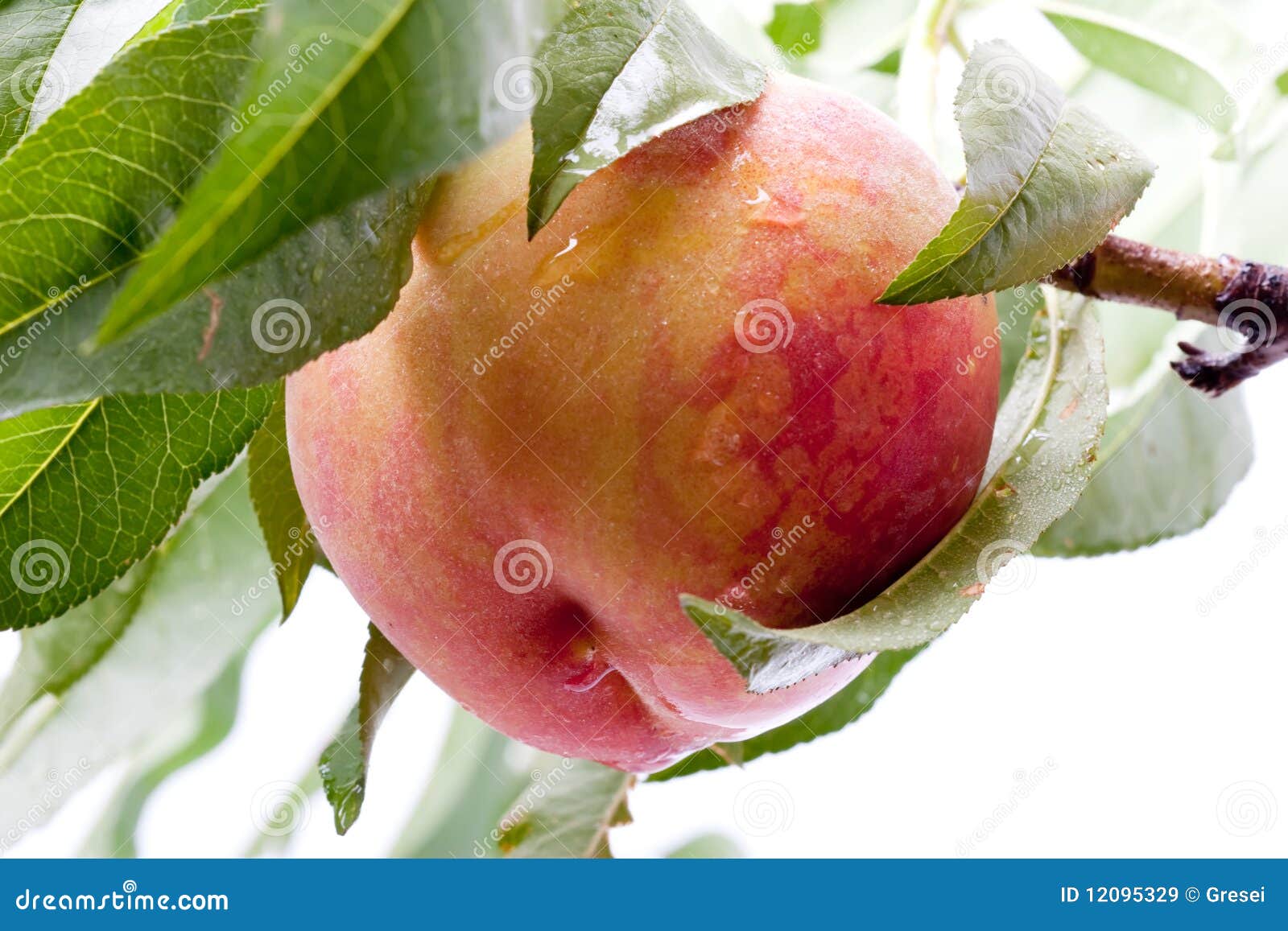 Perfect peach stock image. Image of peaches, leaf, fruit - 12095329