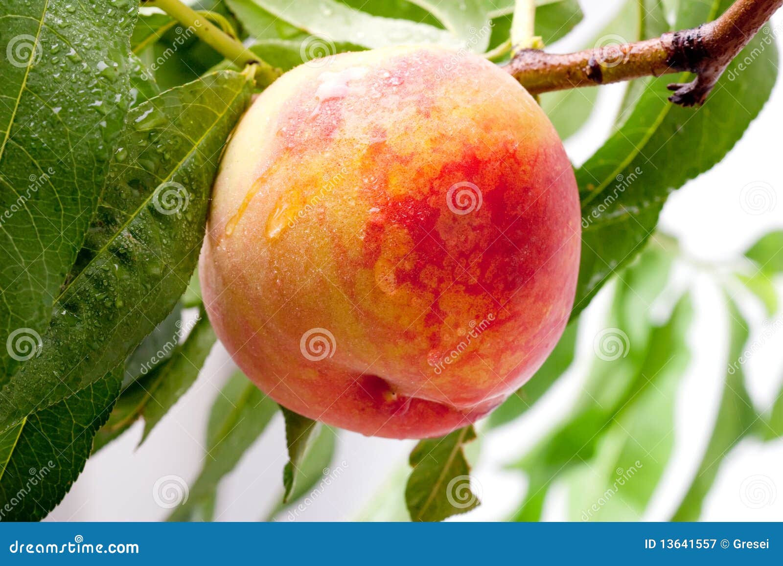 Perfect peach stock image. Image of yellow, orchard, nature - 13641557