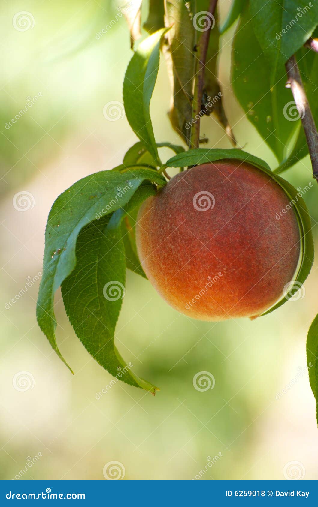 Perfect Peach stock photo. Image of ripe, tree, food, fruit - 6259018