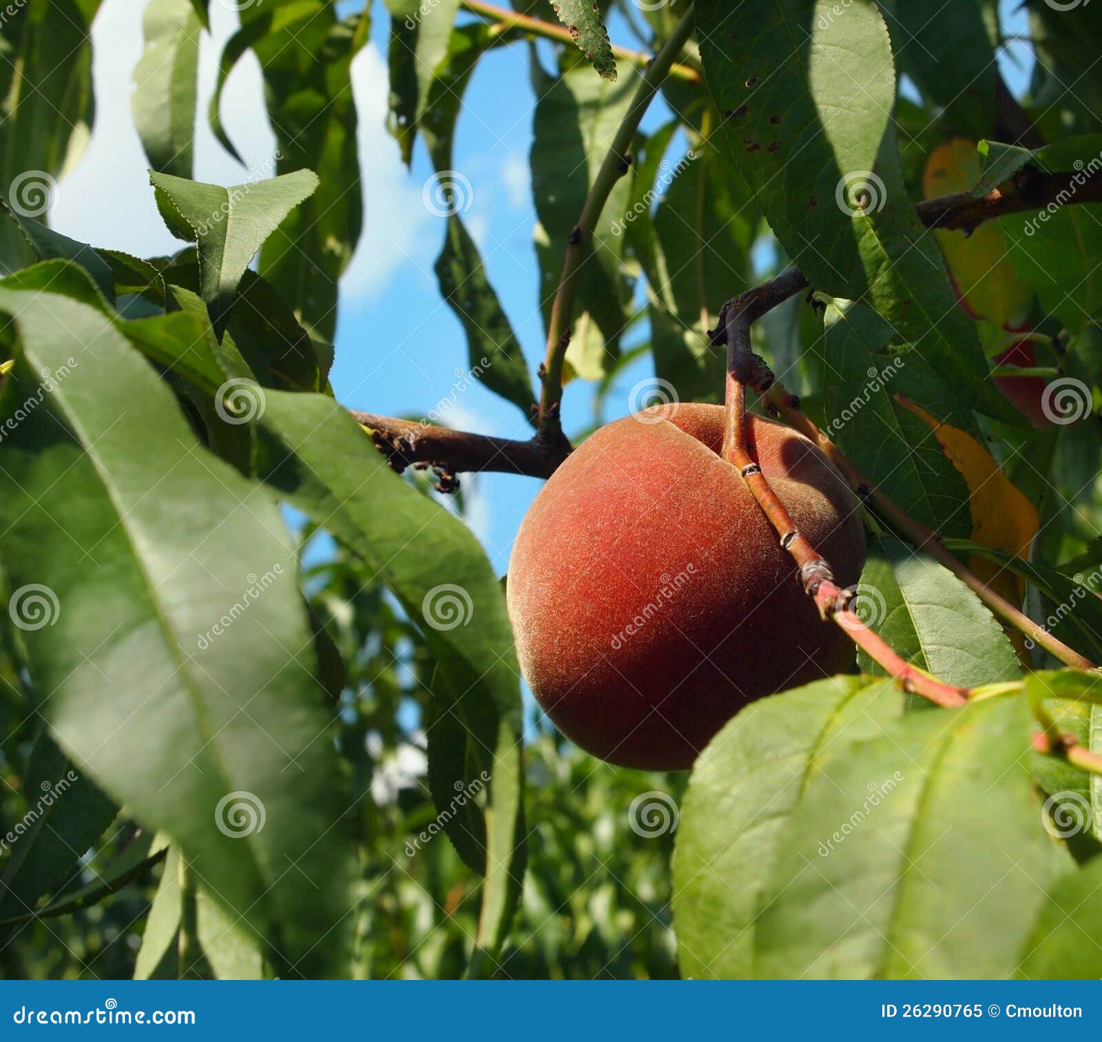 Perfect Peach on a Branch stock image. Image of orchard - 26290765