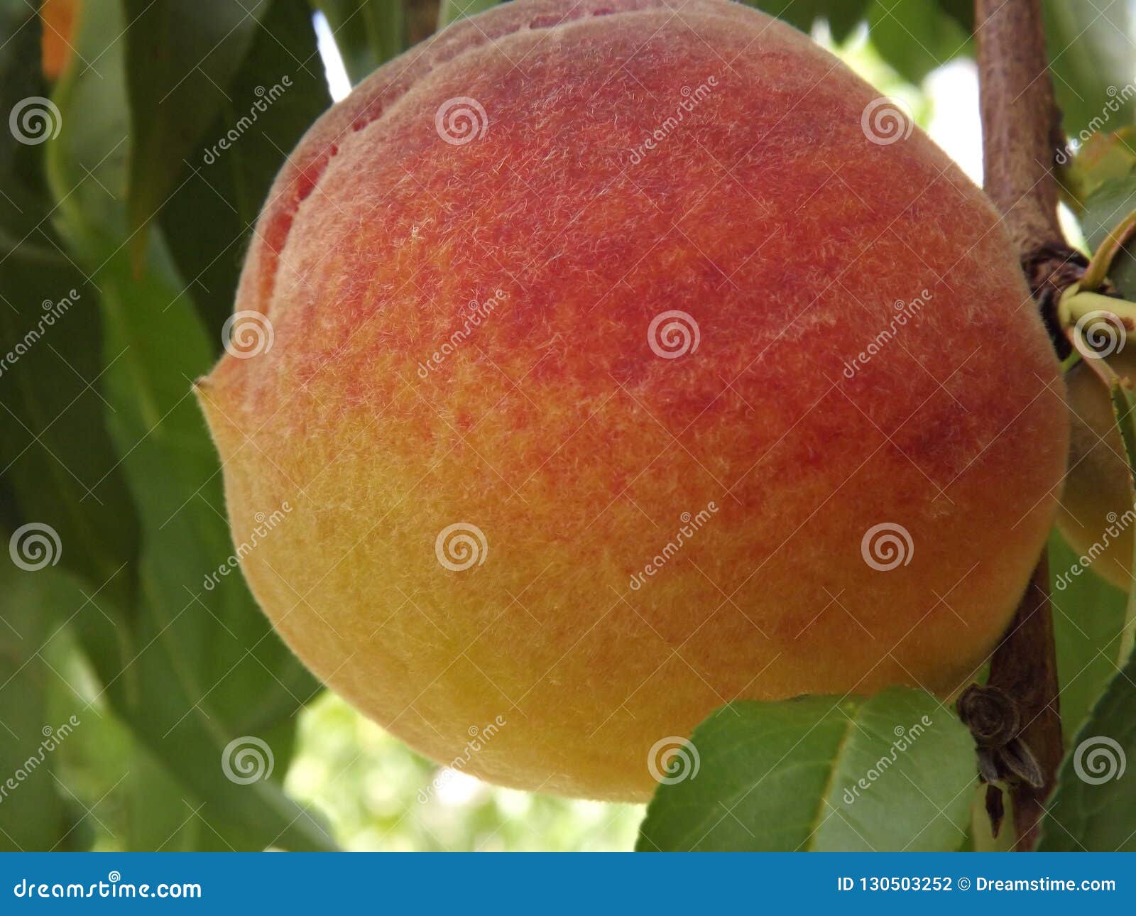 Perfect Peach Close-up stock photo. Image of peach, limb - 130503252