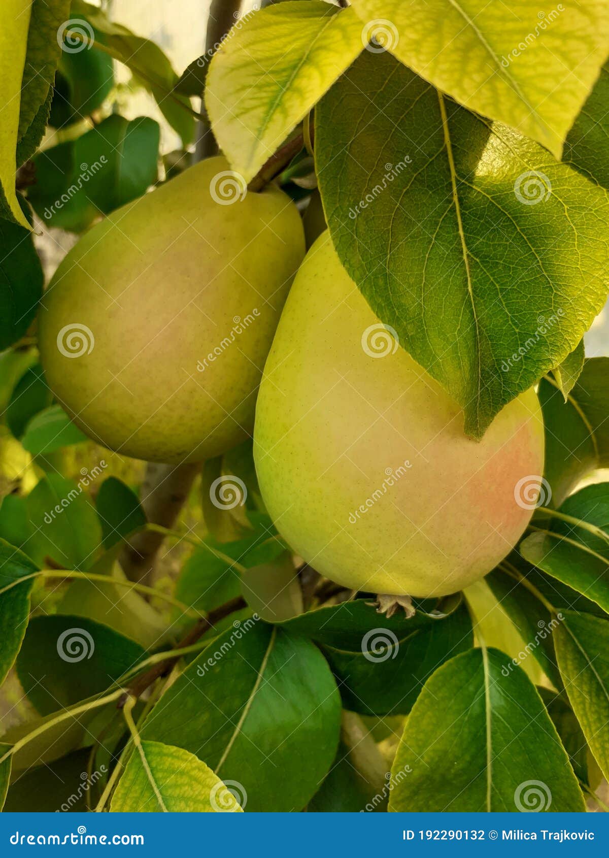 Perfect pears stock photo. Image of fruit, vegetable - 192290132