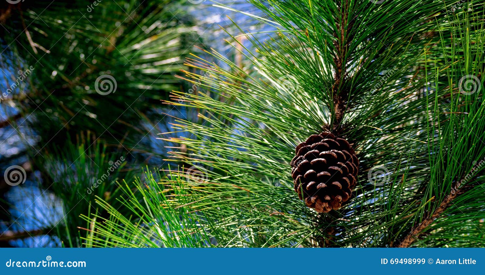 Perfect pine cone stock image. Image of outdoors, cone - 69498999