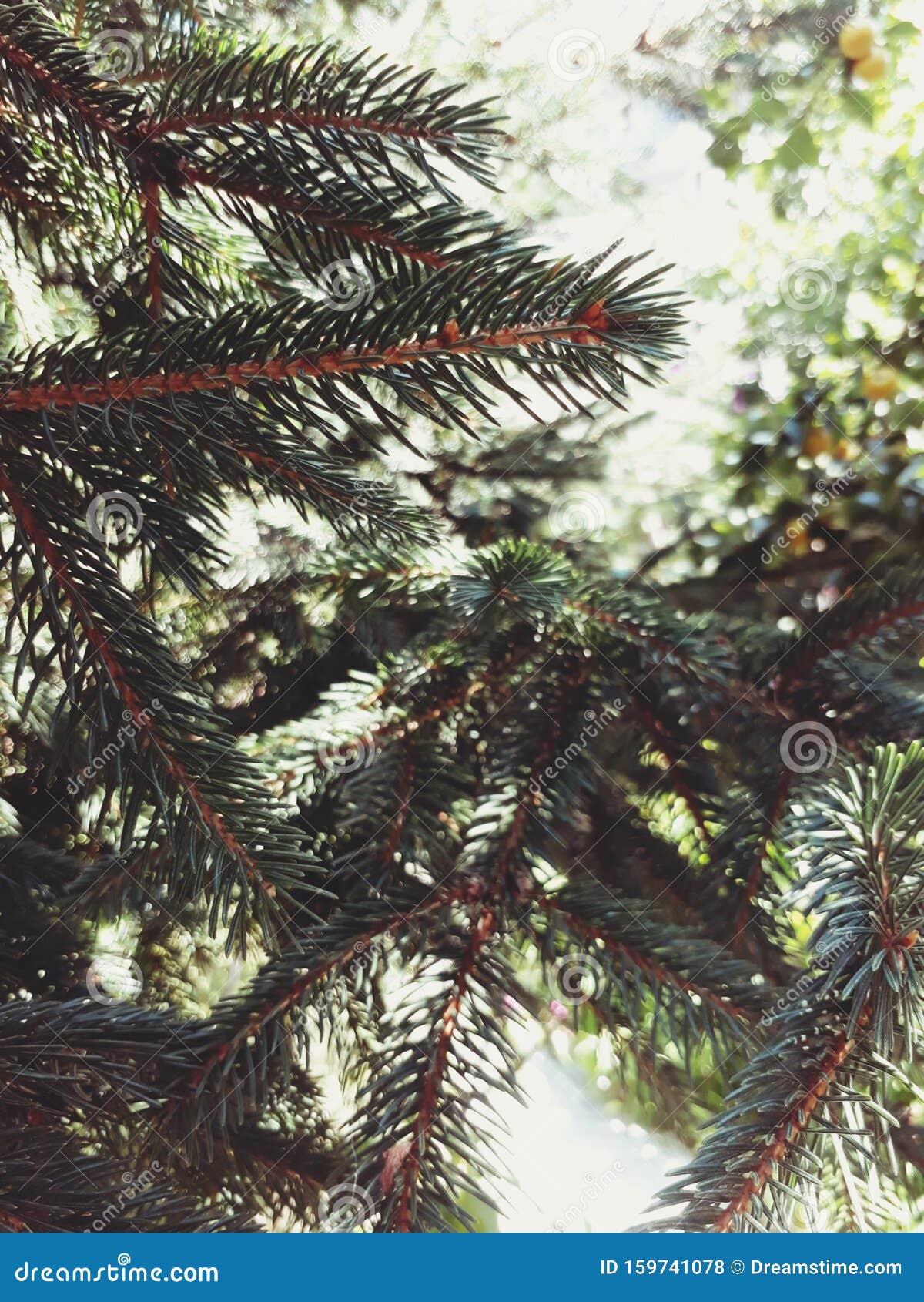 Perfect pine tree stock photo. Image of tree, wallpaper - 159741078