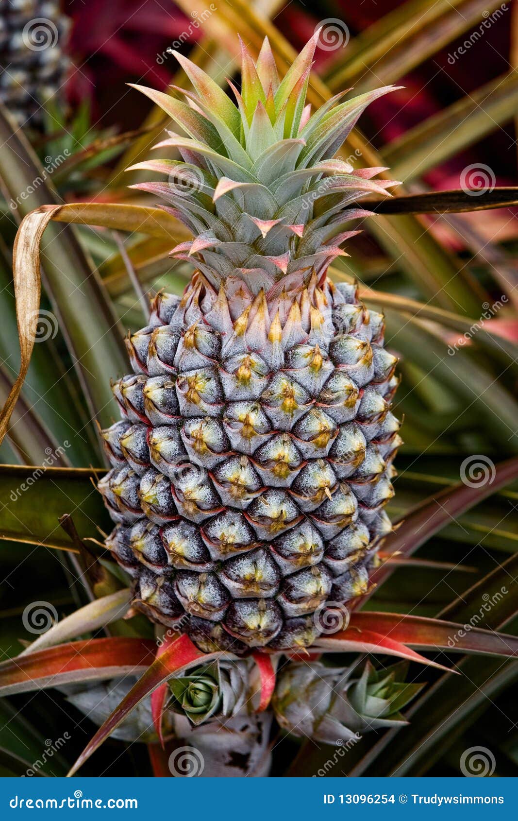 Perfect Pineapple stock photo. Image of fresh, delicious - 13096254