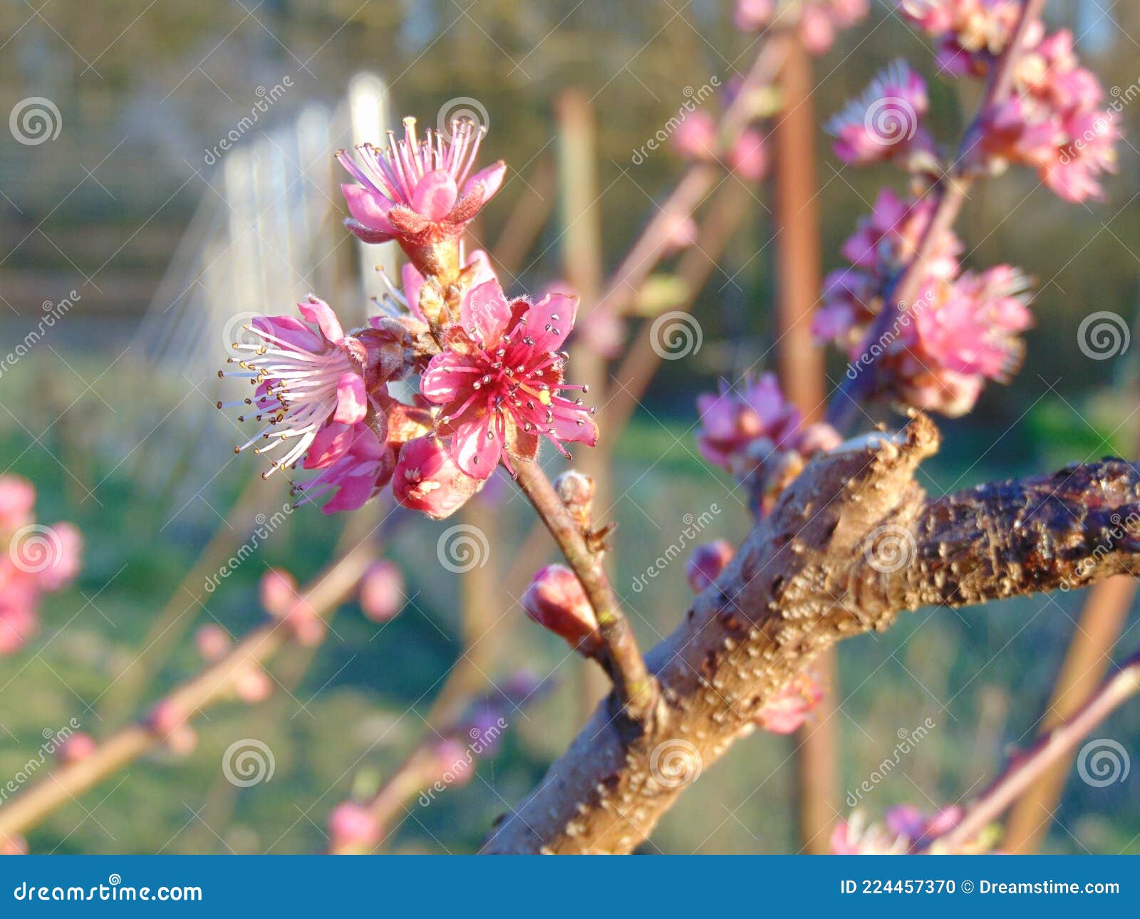Perfect pink flower stock photo. Image of herb, plant - 224457370