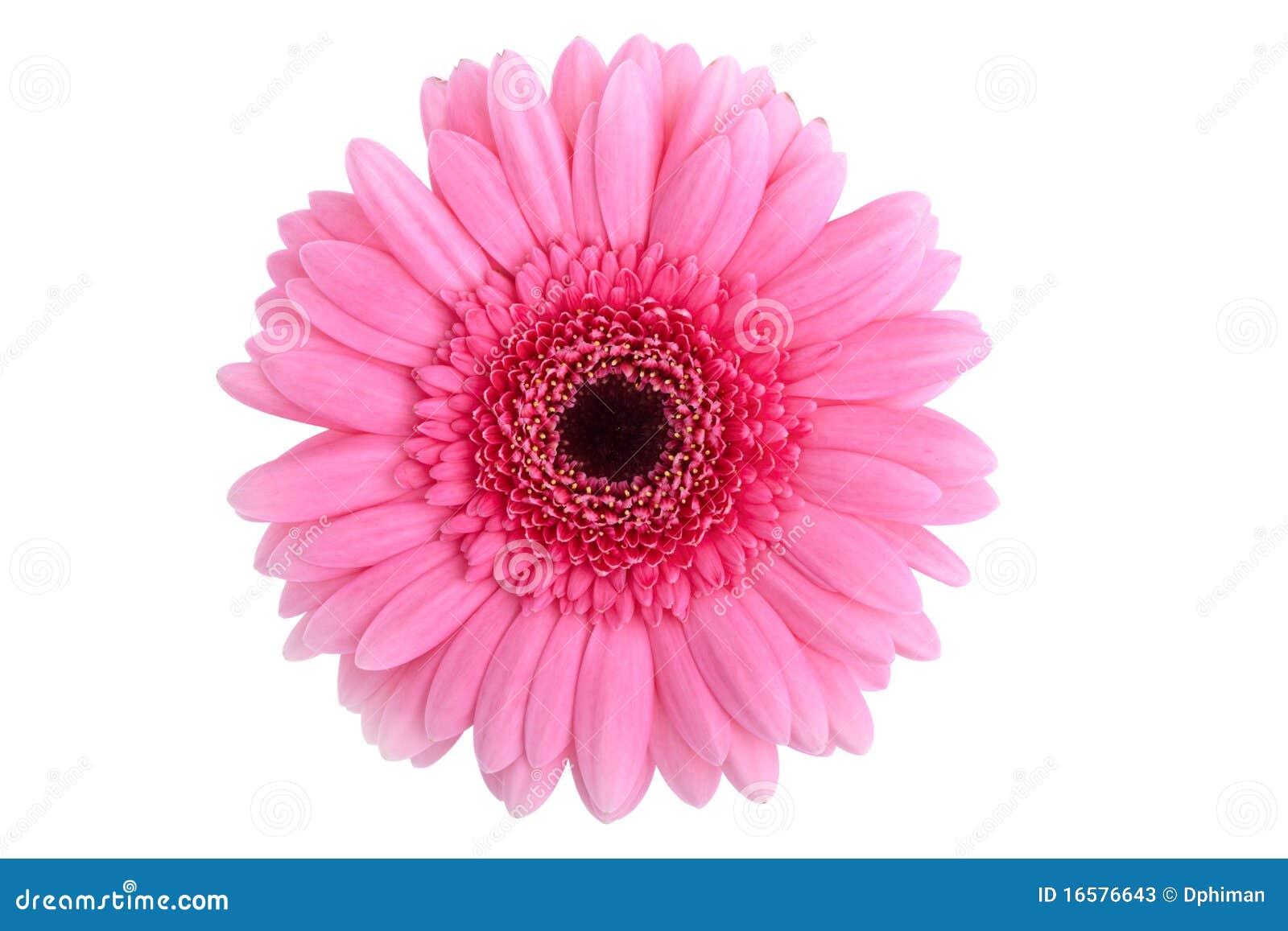 Perfect Pink Gerbera stock image. Image of botanical - 16576643
