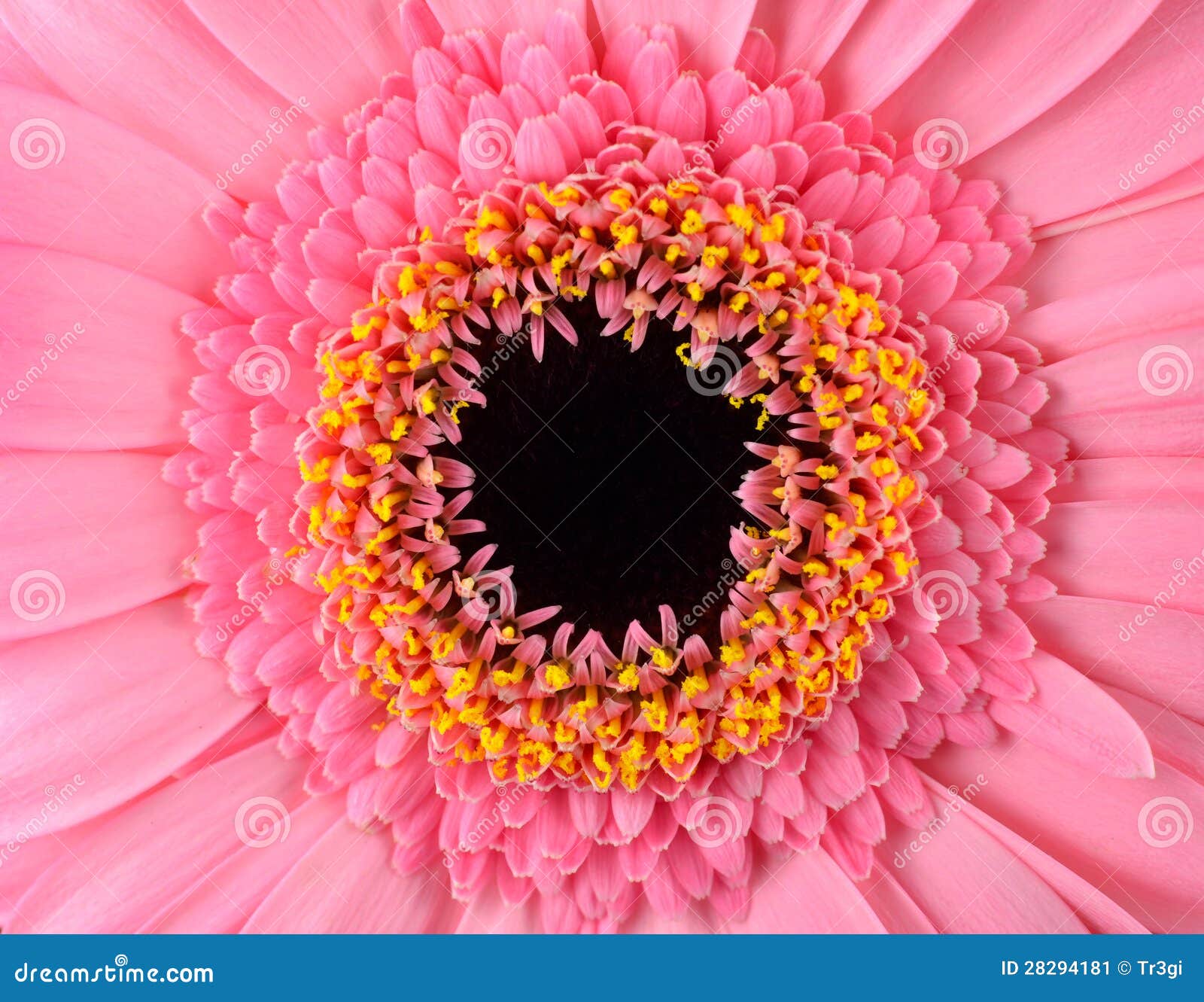 Perfect Pink Gerbera Marigold Flower Macro Stock Image - Image of ...