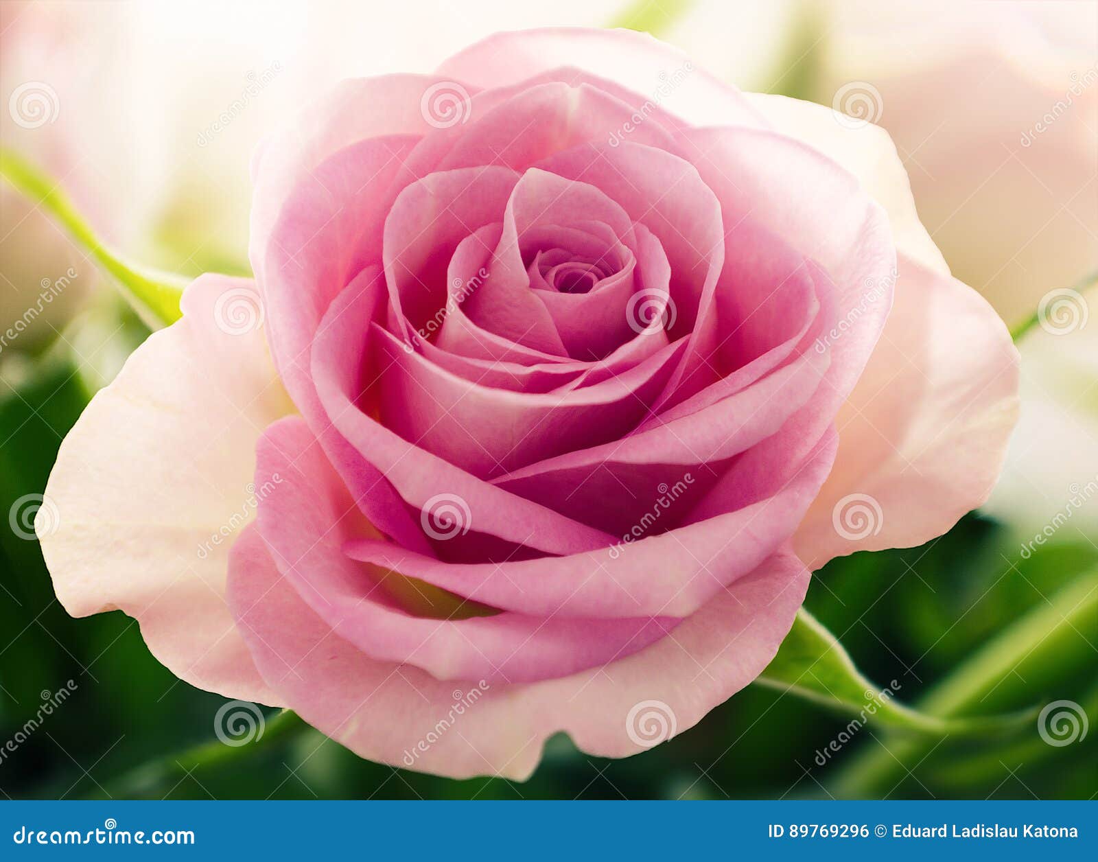 Perfect pink rose stock photo. Image of beautyofnature - 89769296