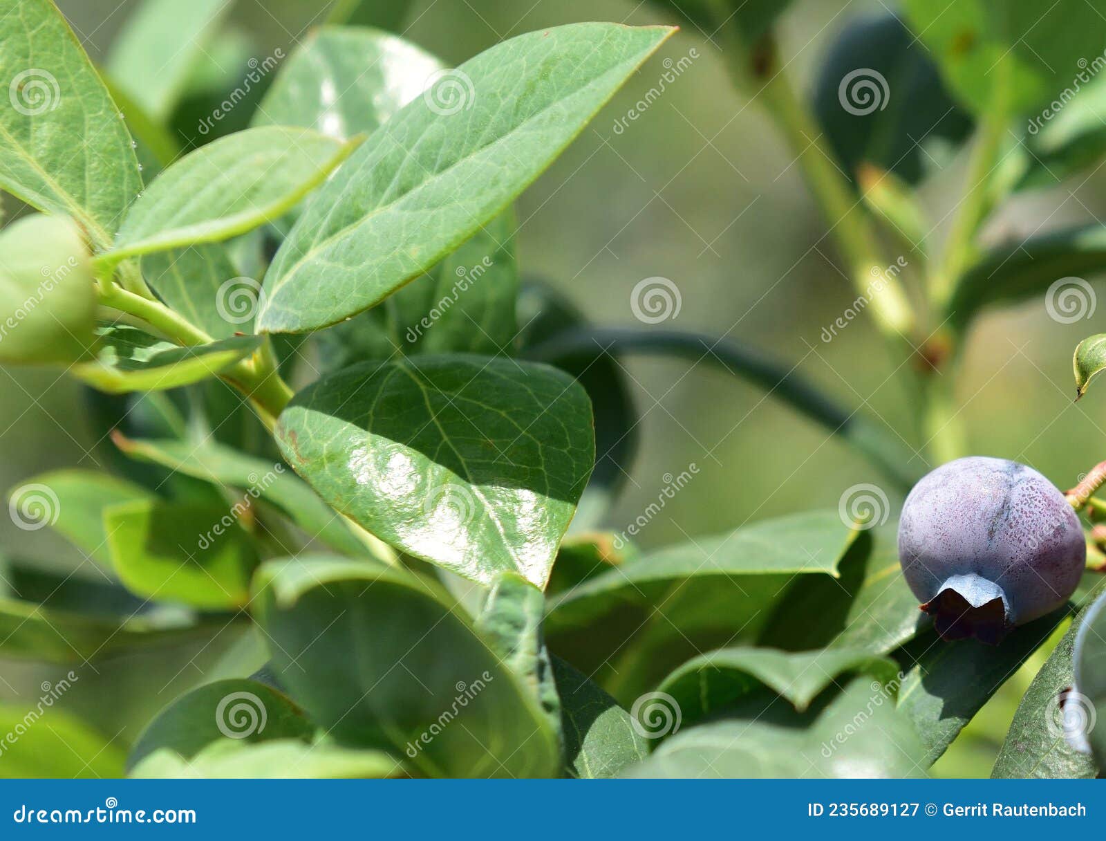 A Perfect and Plump Blueberry Still on the Bush Stock Image - Image of ...
