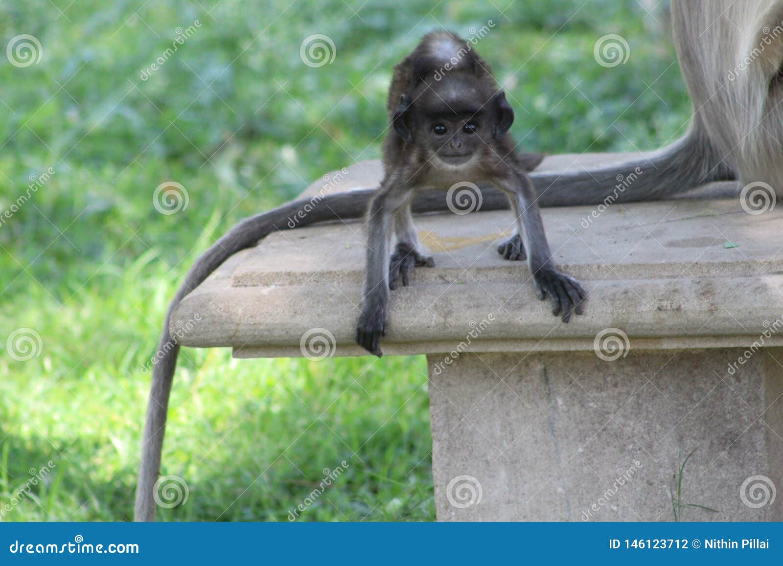 The Perfect Pose of Baby Monkey Stock Photo - Image of perfect, park ...