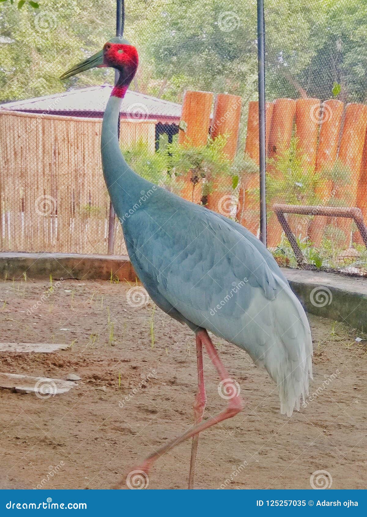 Birds stock image. Image of animals, nature, pose, giving - 125257035