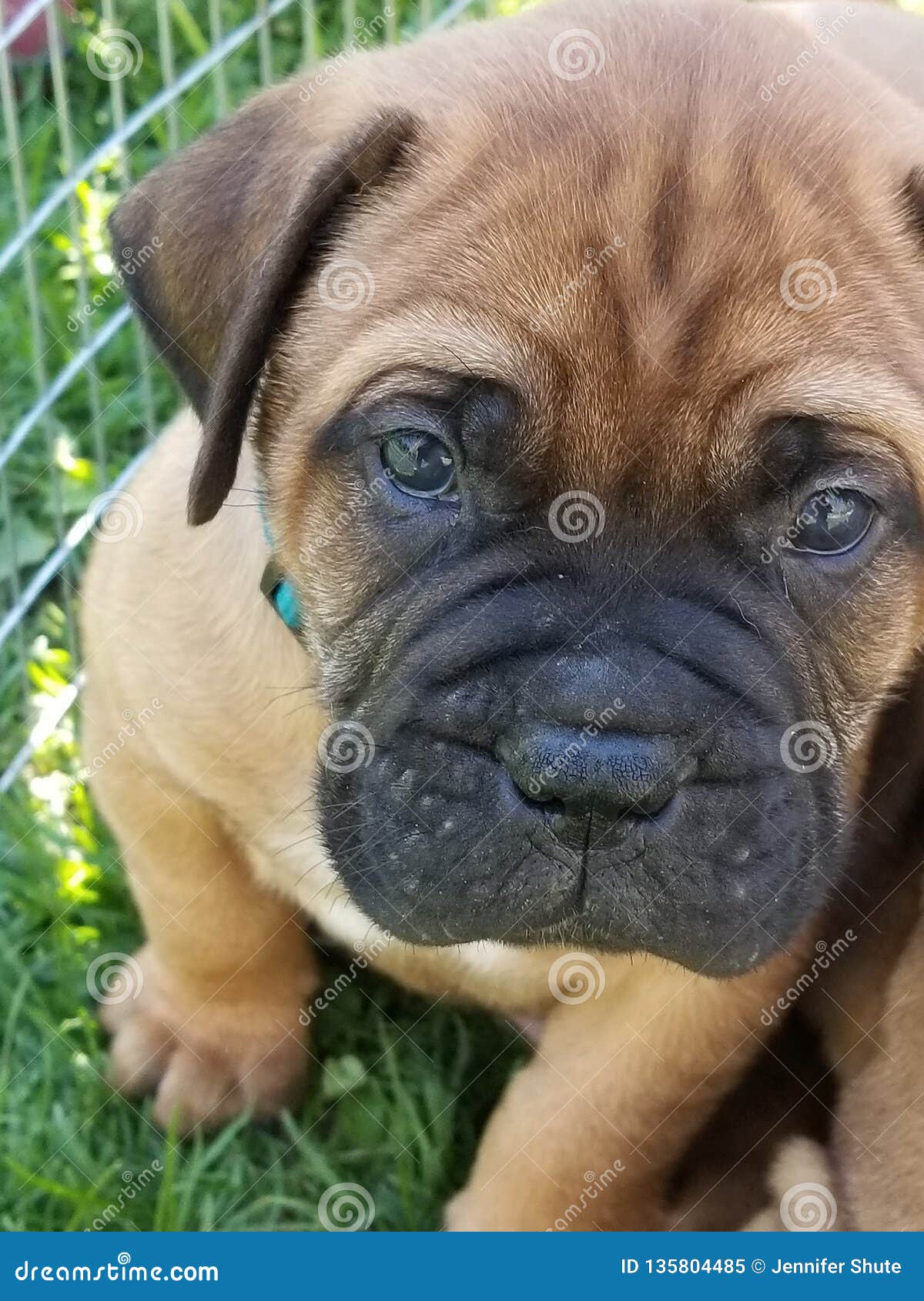 Camera ready stock image. Image of outside, puppy, pups - 135804485