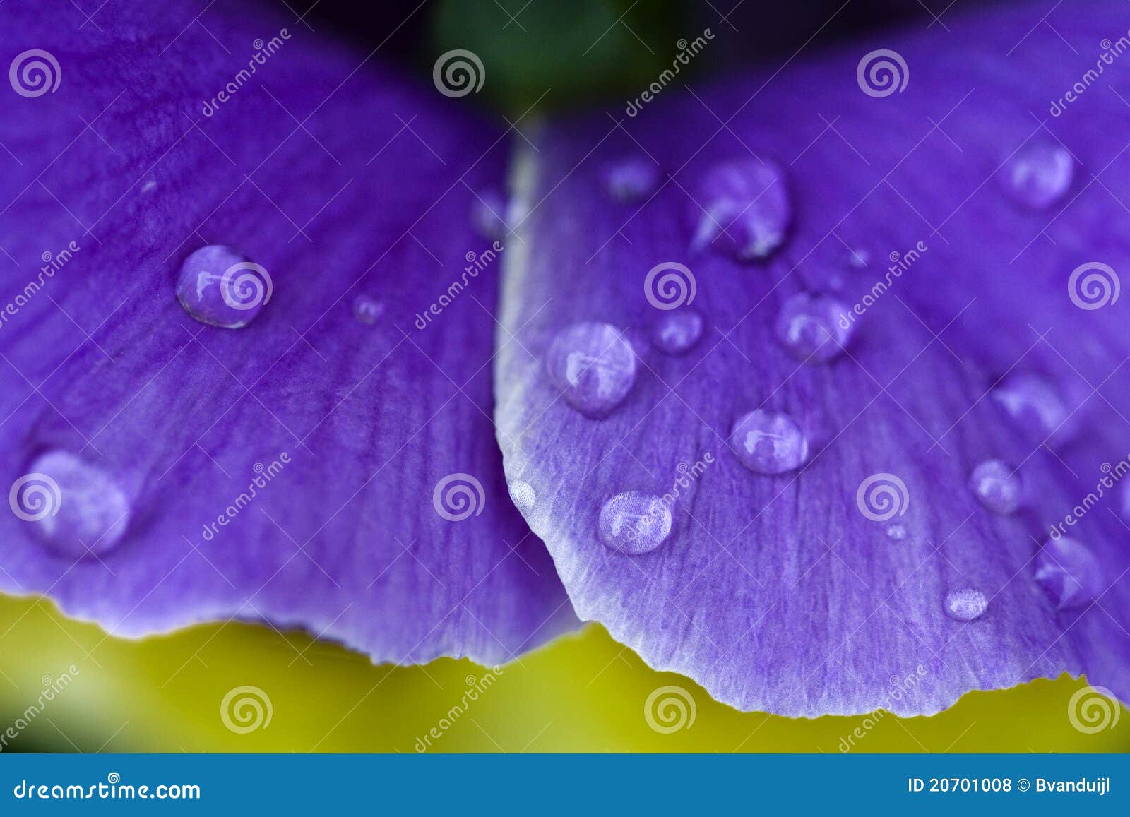 Perfect purple stock photo. Image of purple, water, macro - 20701008