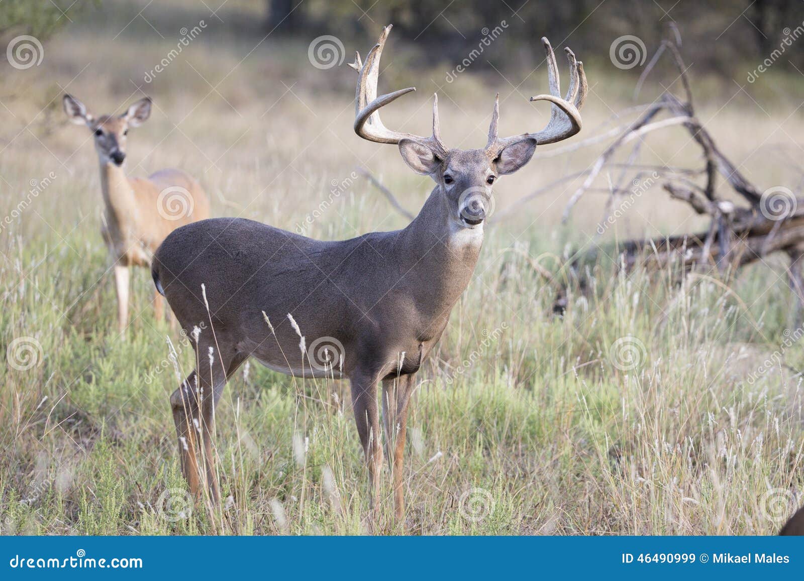 The perfect rack stock image. Image of venison, antlers - 46490999