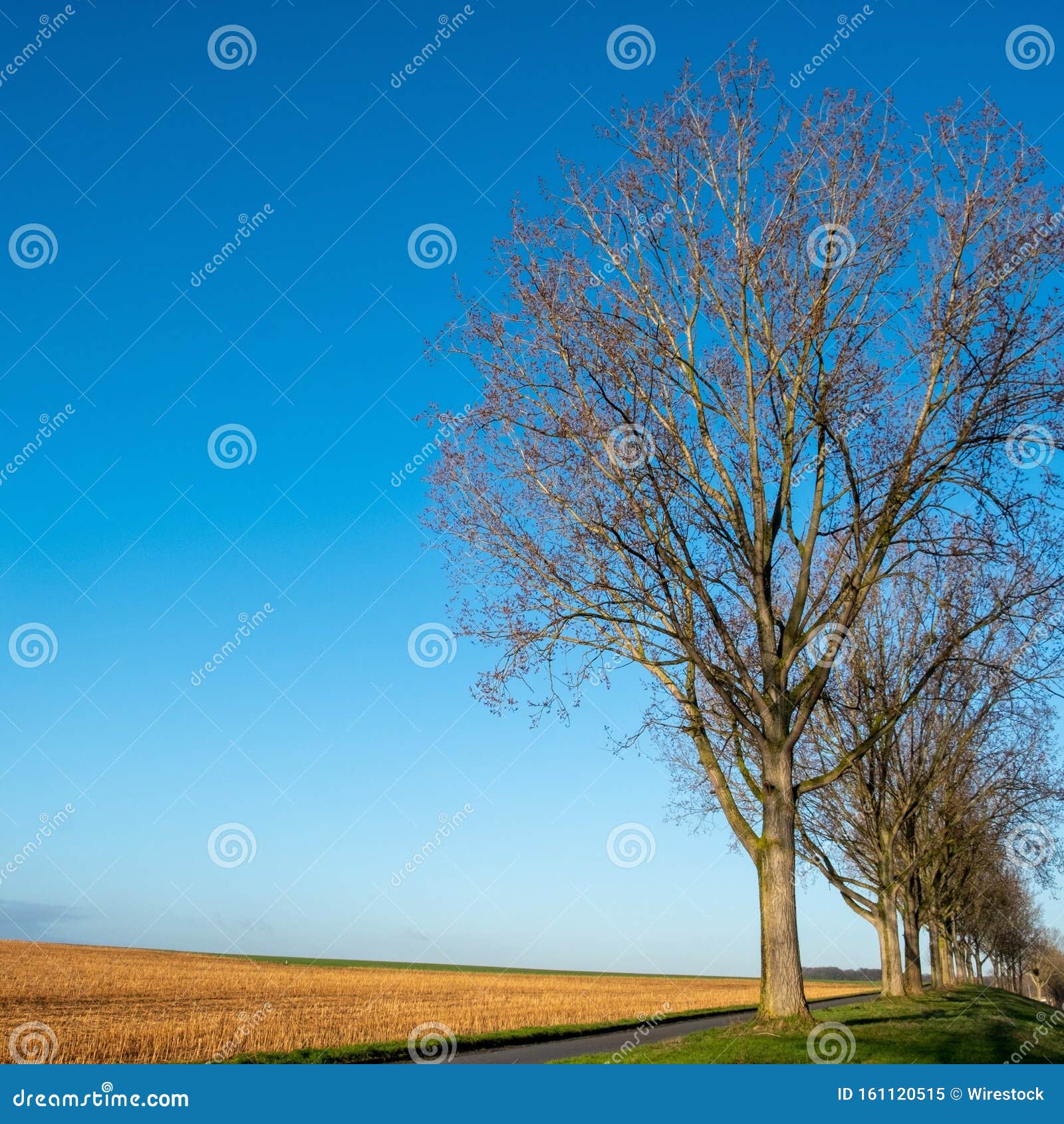 Perfect Range of Bare Trees Alongside the Pathway between the Dry and ...