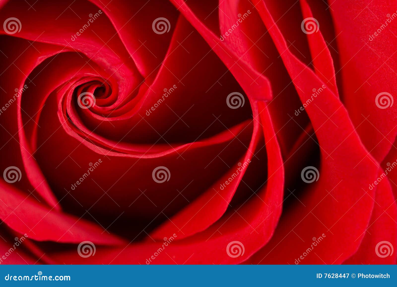 Perfect and red stock image. Image of flower, love, purity - 7628447