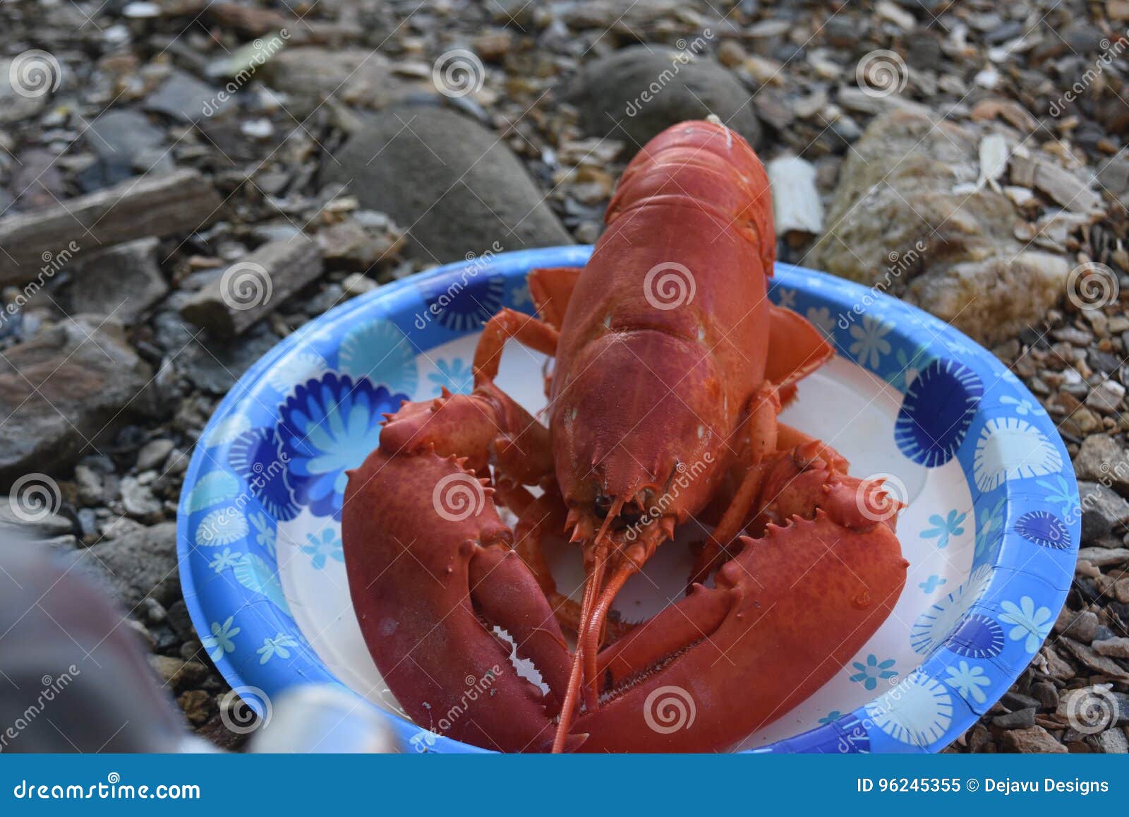 Perfect Red Cooked Lobster Ready To Be Eaten Stock Image - Image of ...