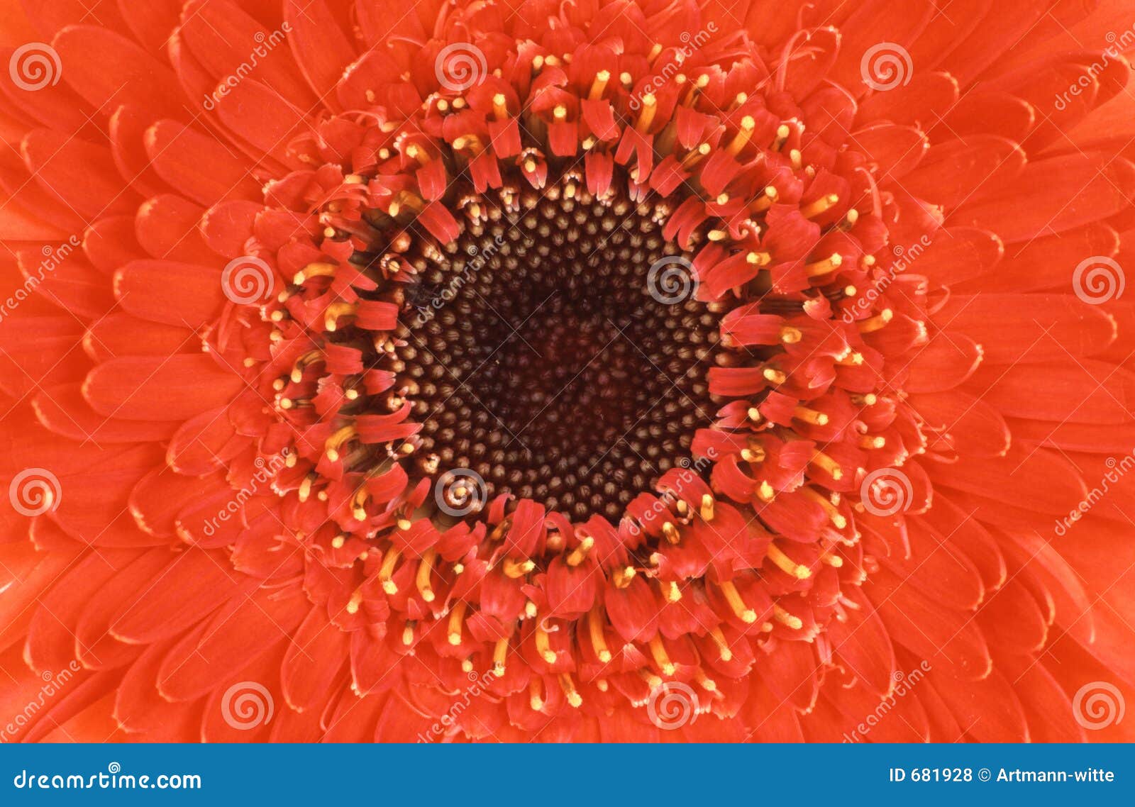 Perfect red flower stock photo. Image of flower, perfection - 681928