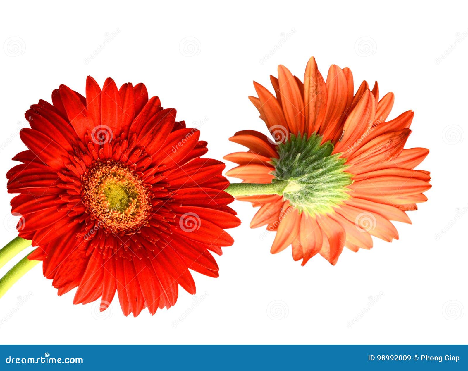 Red Gerbera Isolated on White Stock Image - Image of happy, leaves ...